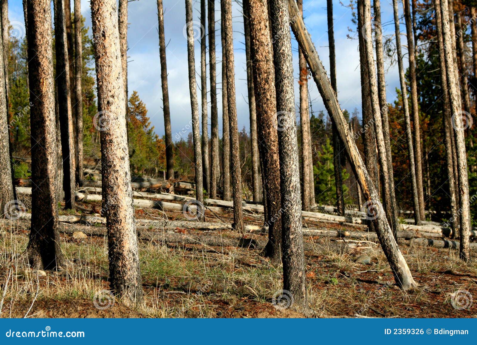 Tree trunk landscape stock photo. Image of nature, backdrop - 2359326