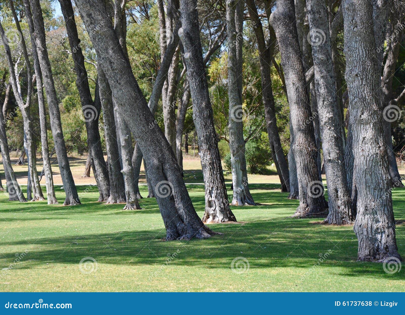 Tree Trunk Landscape, Manning Park, Western Australia Stock Photo ...