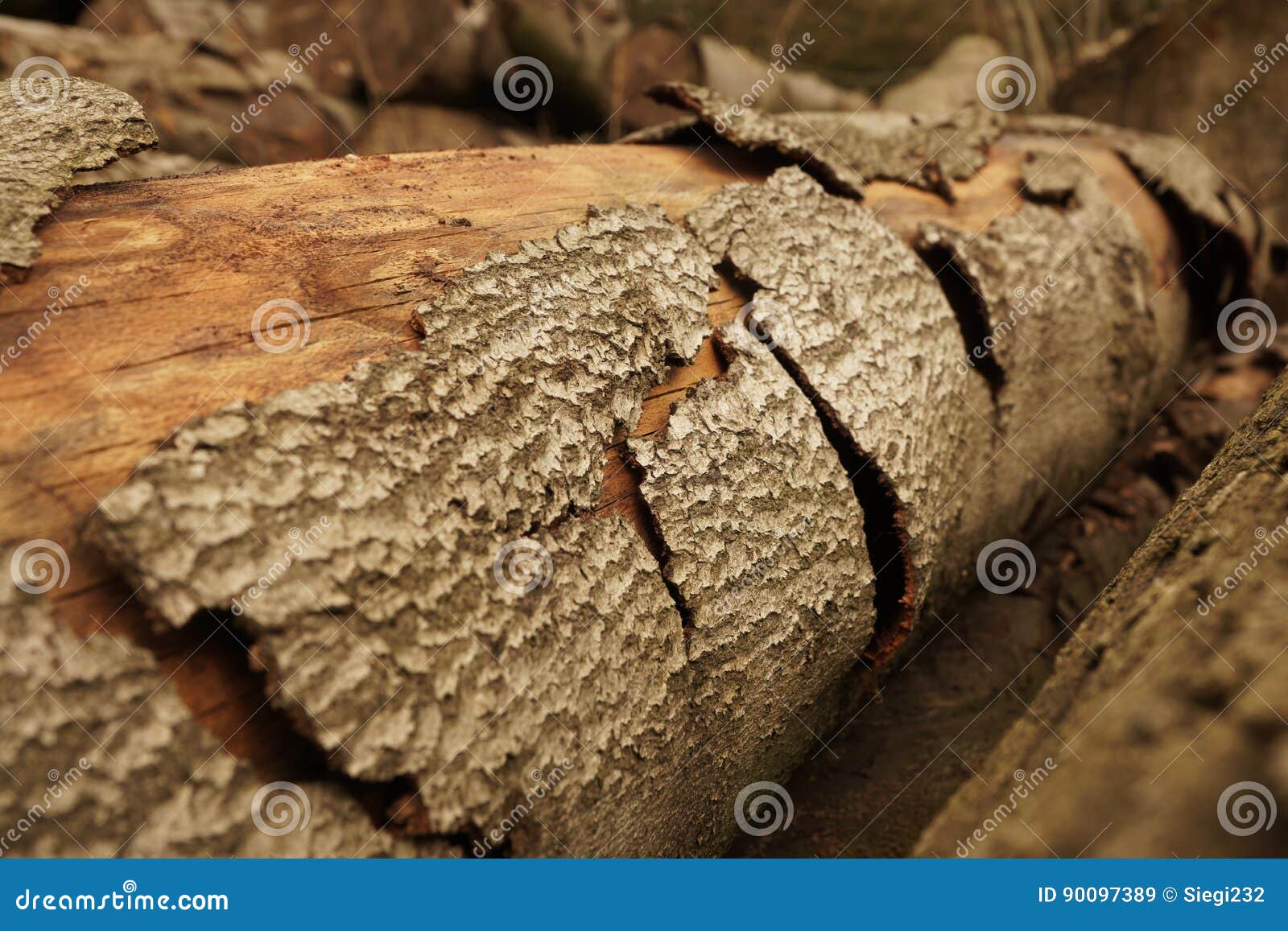 Tree Trunk stock image. Image of conifer, energy, export - 90097389