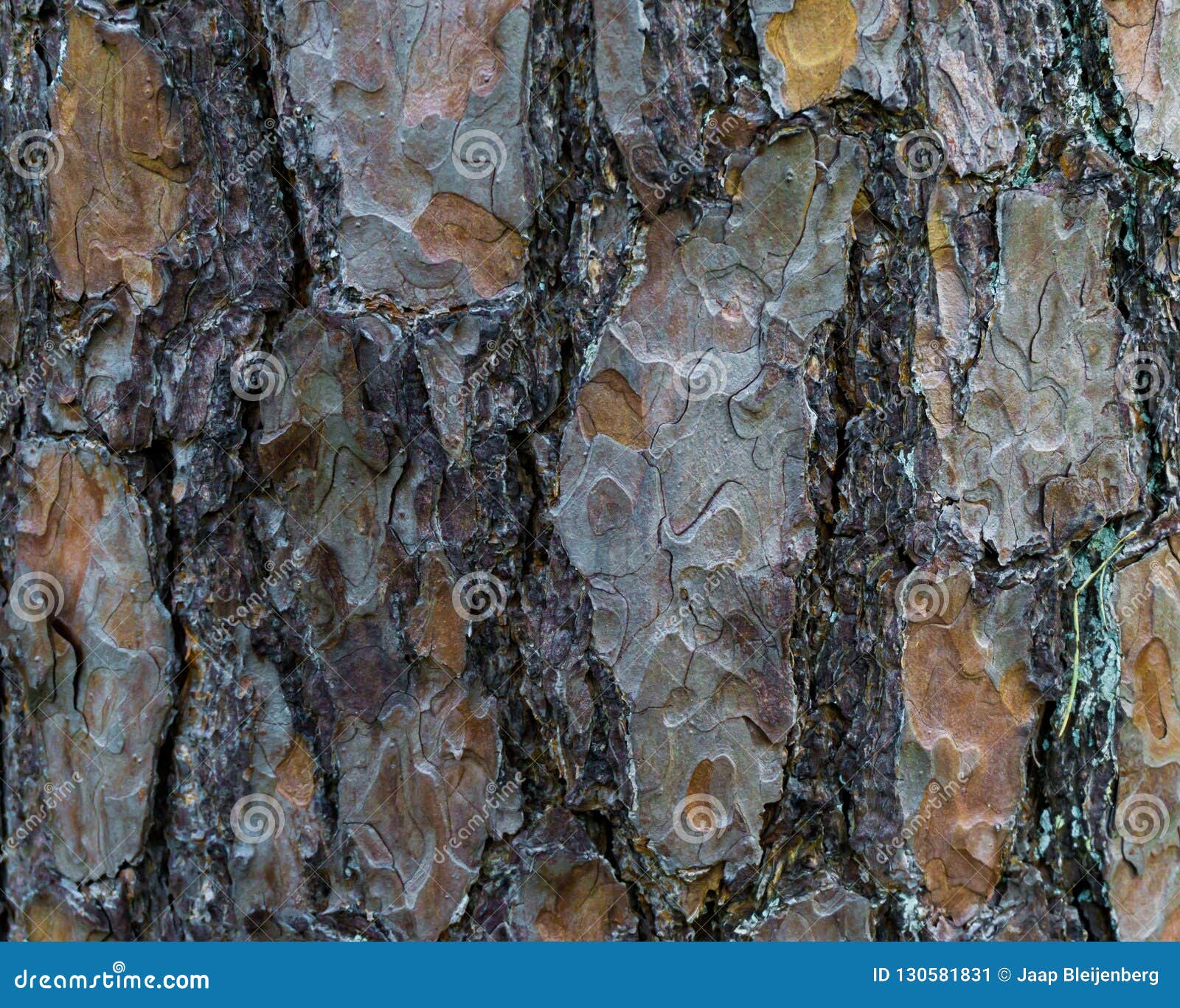A Tree Trunk with Large Bark in Macro Closeup Natural Forest Background ...