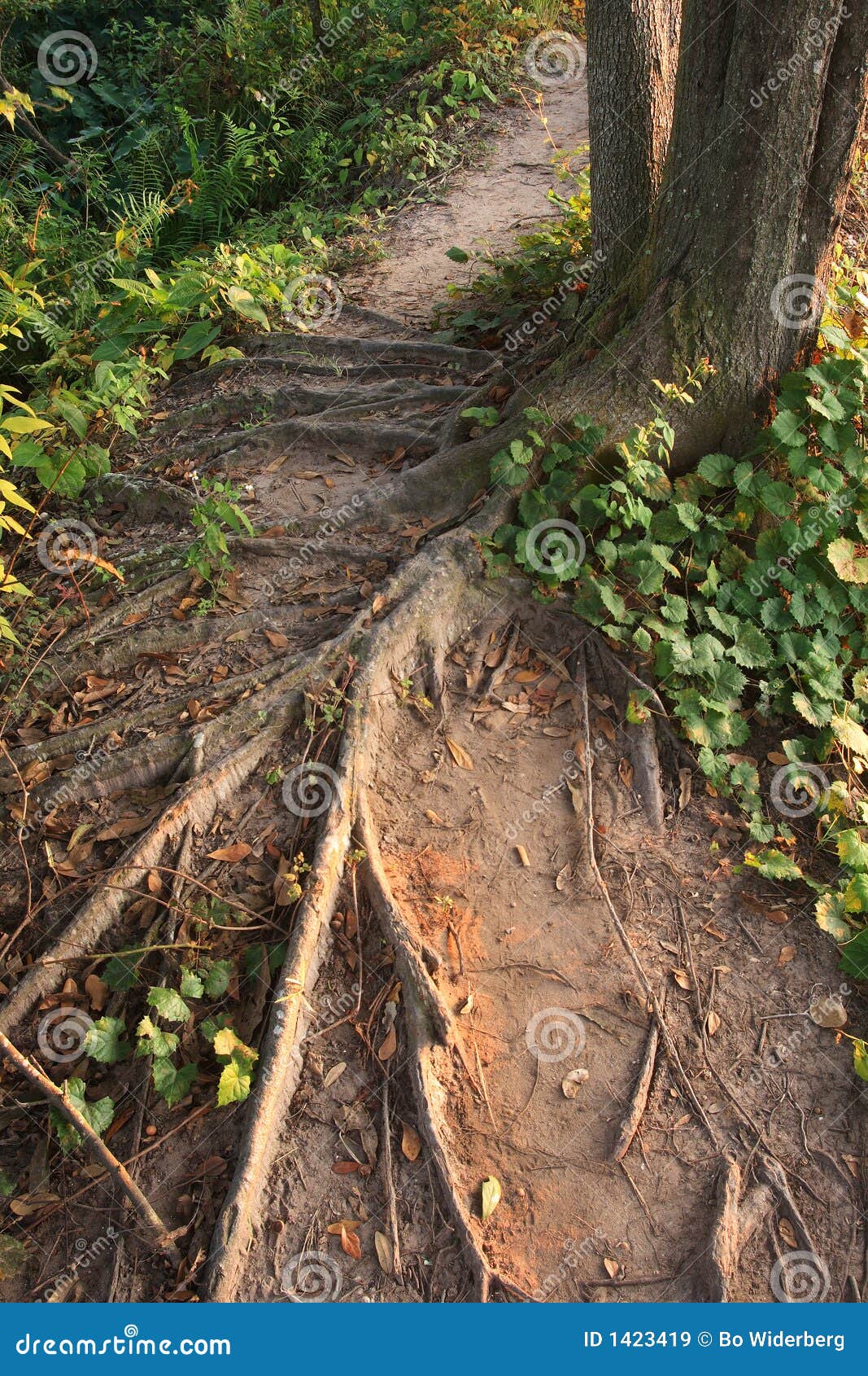 Tree trunk and large roots stock image. Image of plants - 1423419