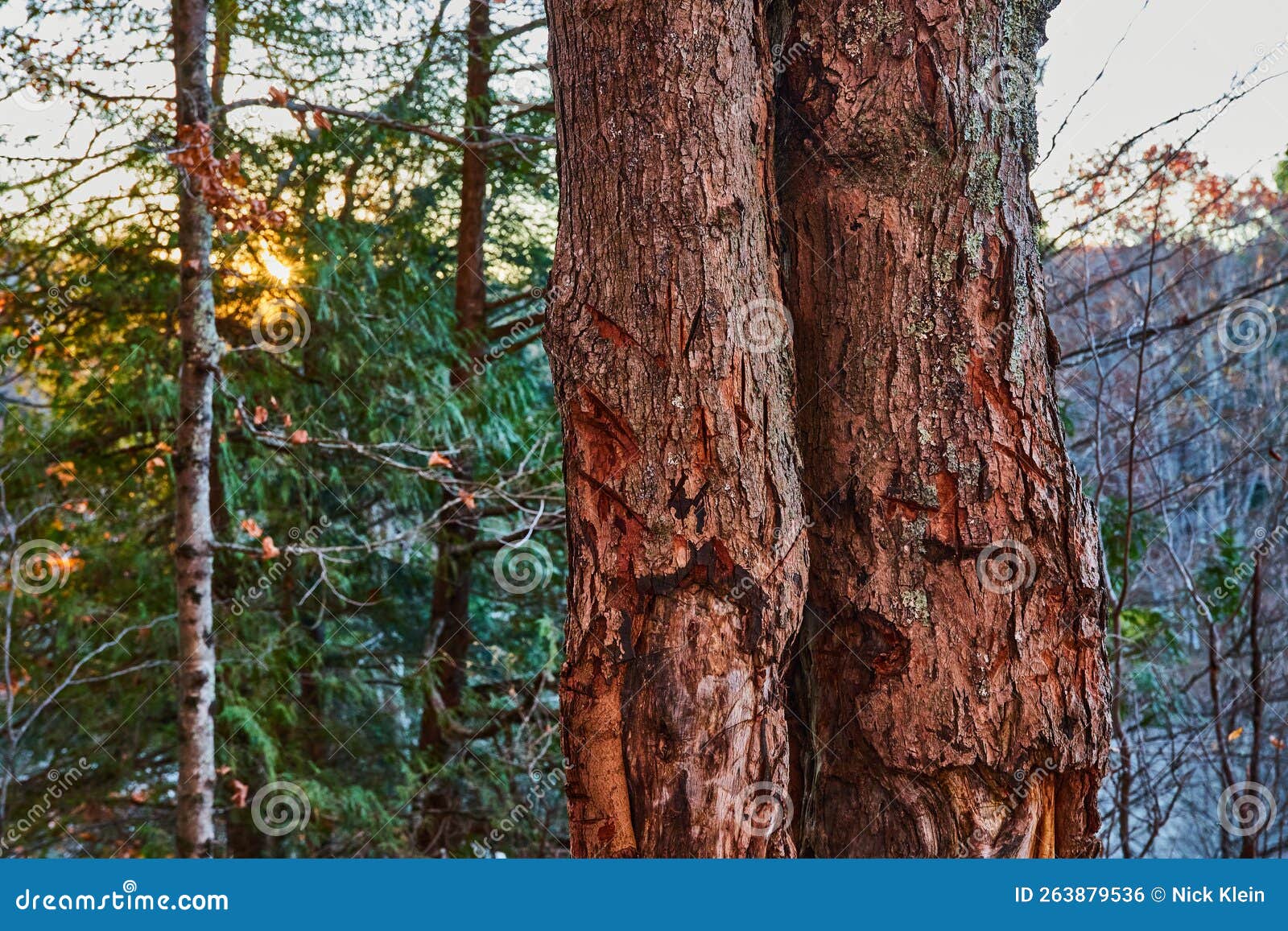 Tree Trunk in Late Fall Forest with Pine Trees and Golden Sun Peaking ...