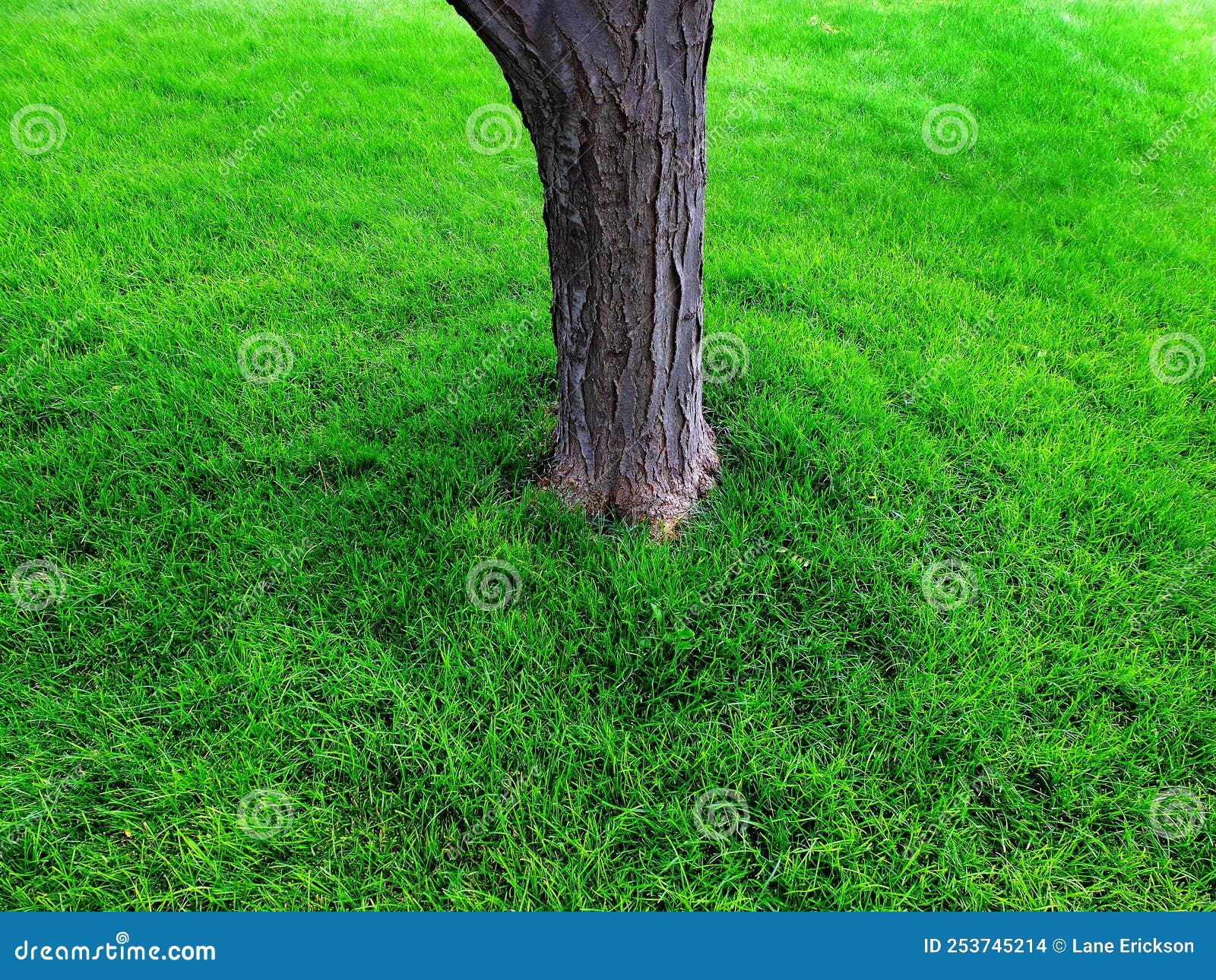 Tree Trunk on Lawn of Lush Green Grass Stock Photo - Image of meadow ...