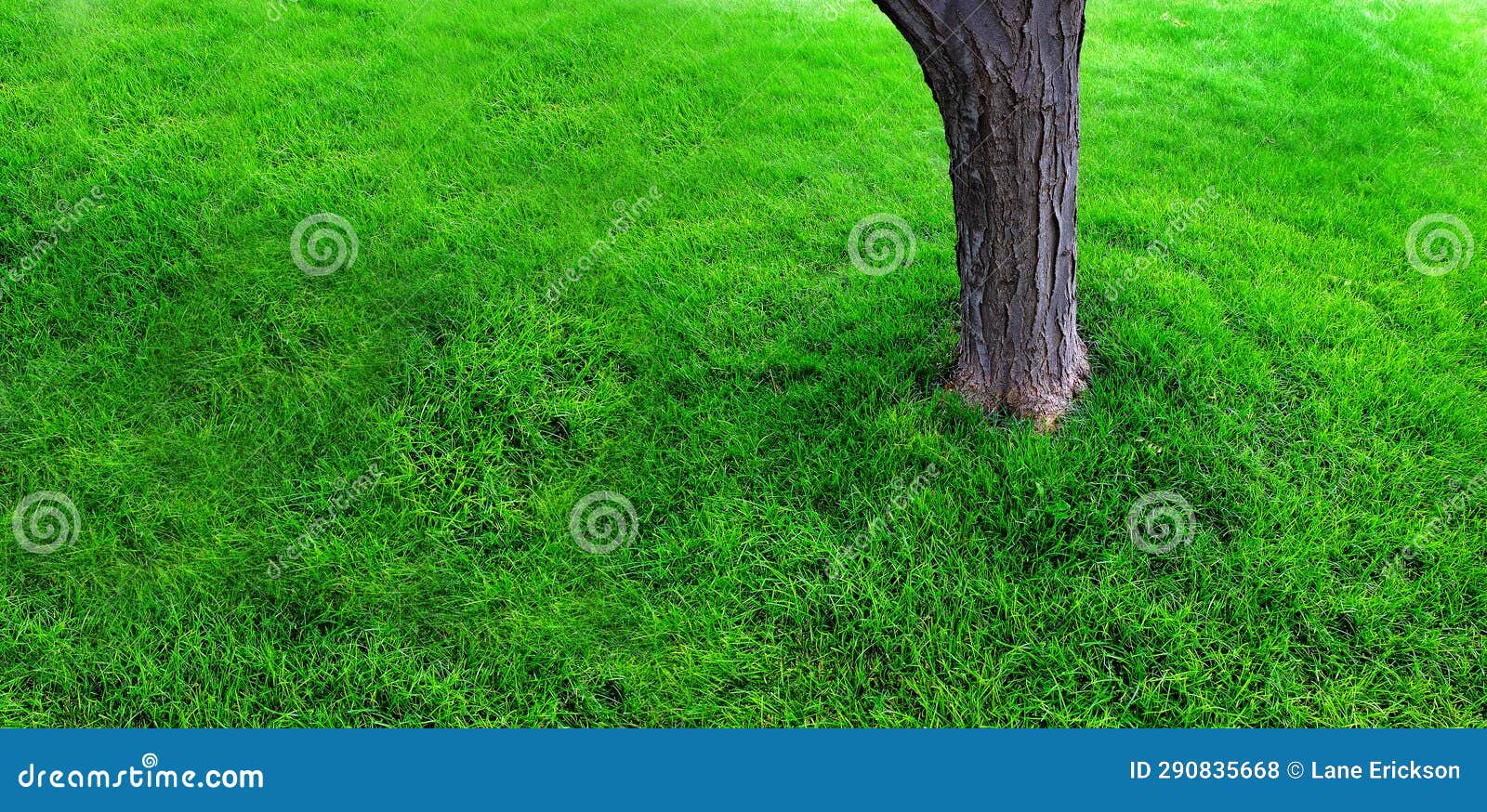 Tree Trunk on Lawn of Lush Green Grass Stock Photo - Image of peace ...