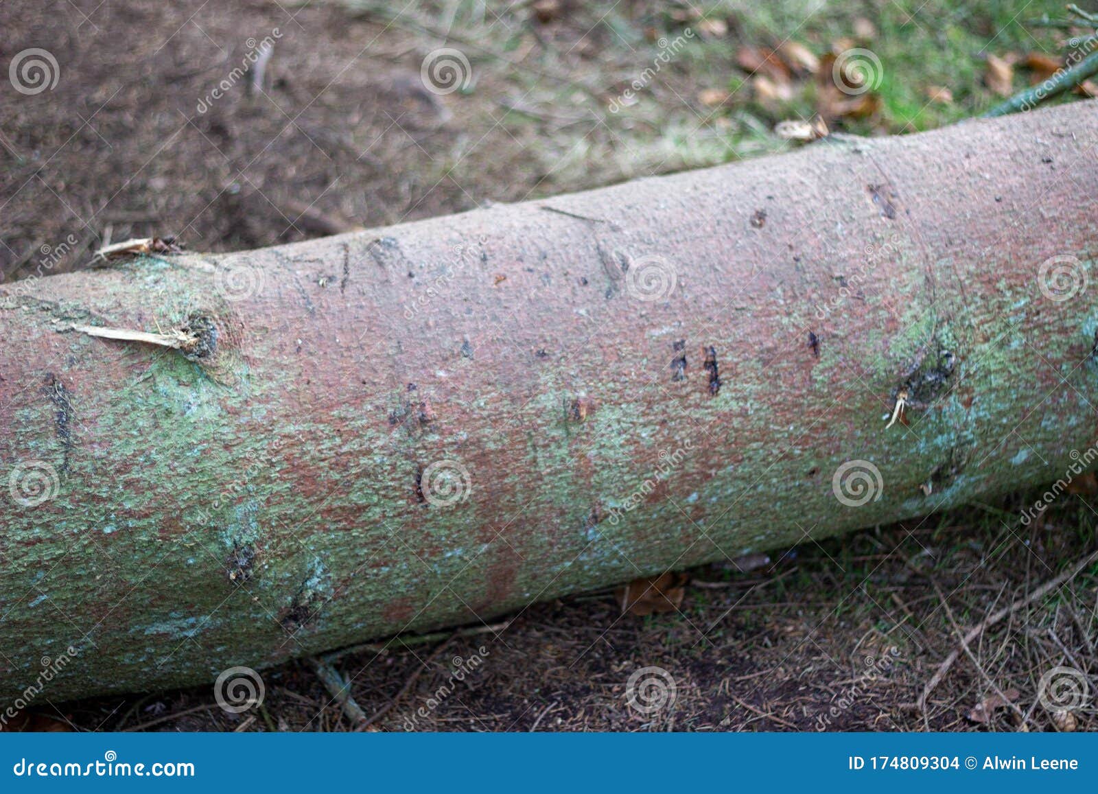 Orest Floor With Rotten Tarap Or Terap Species: Artocarpus ...