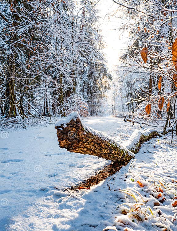 Tree Trunk Laying on the Snow Covered Ground in the Forest Stock Image ...