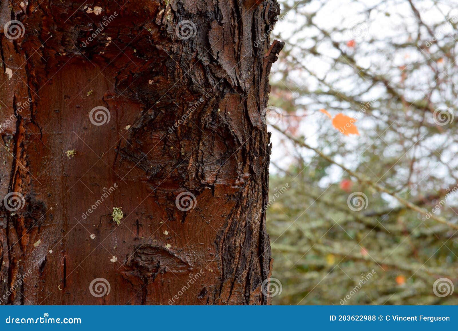 Tree Trunk with Leaf 02 stock photo. Image of leaf, arbor - 203622988