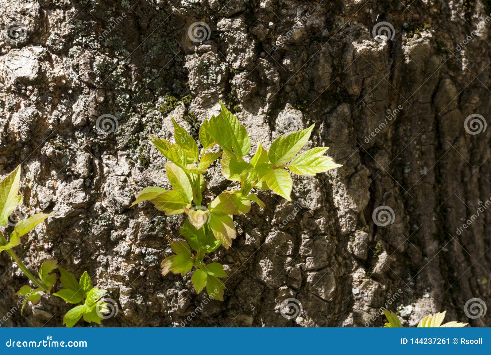 Tree trunk leaf sprout stock image. Image of core, green - 144237261