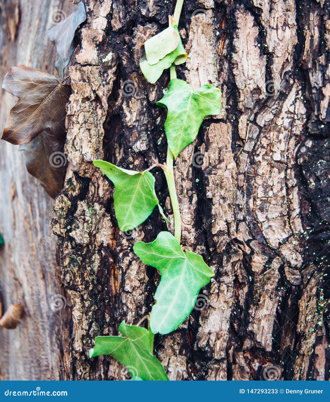 Tree trunk with leaves stock image. Image of fresh, detail - 147293233