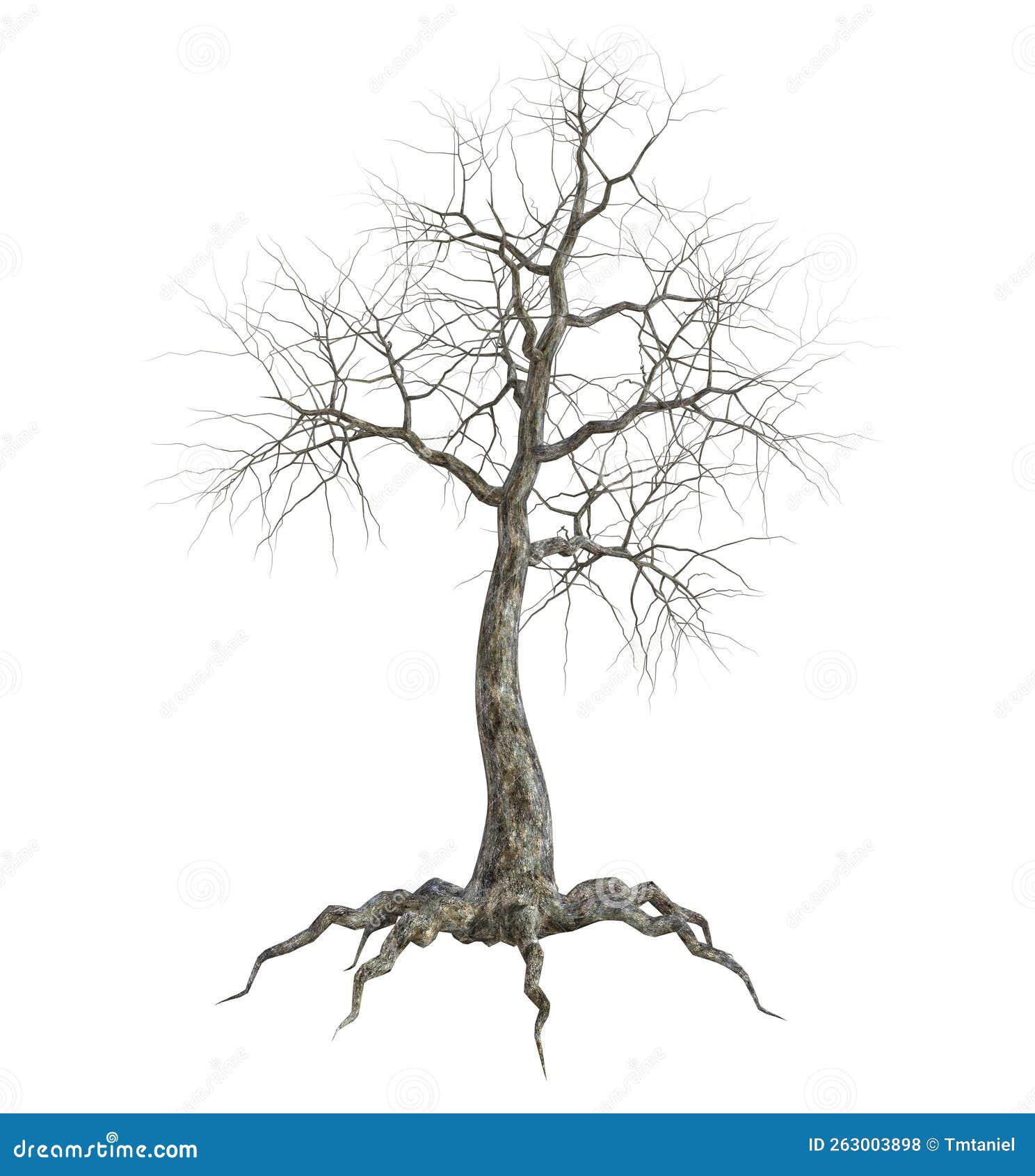 3d Render : Tree Trunk without Leaves,include Clipping Path, PNG ...