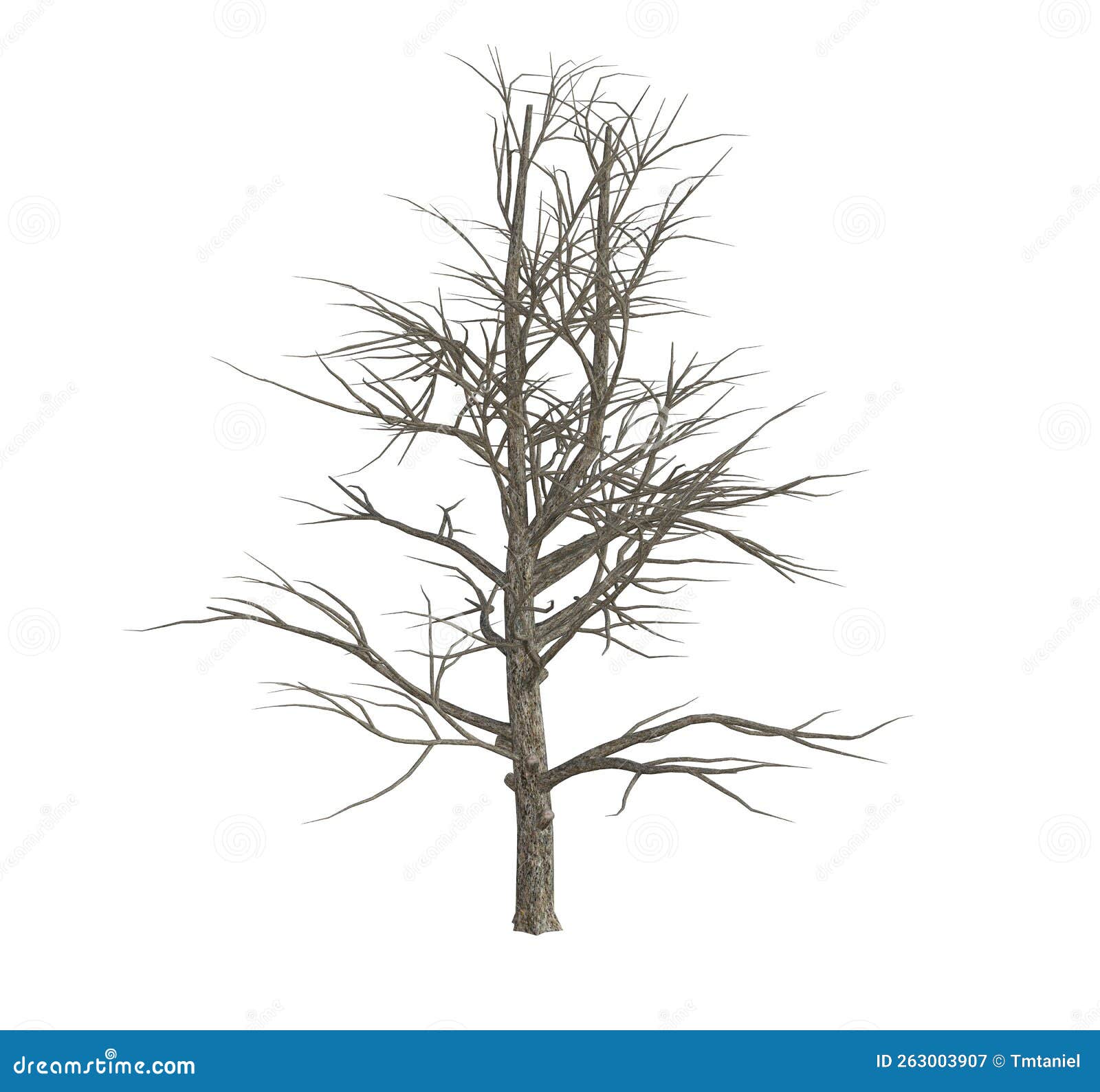 3d Render : Tree Trunk without Leaves,include Clipping Path, PNG ...