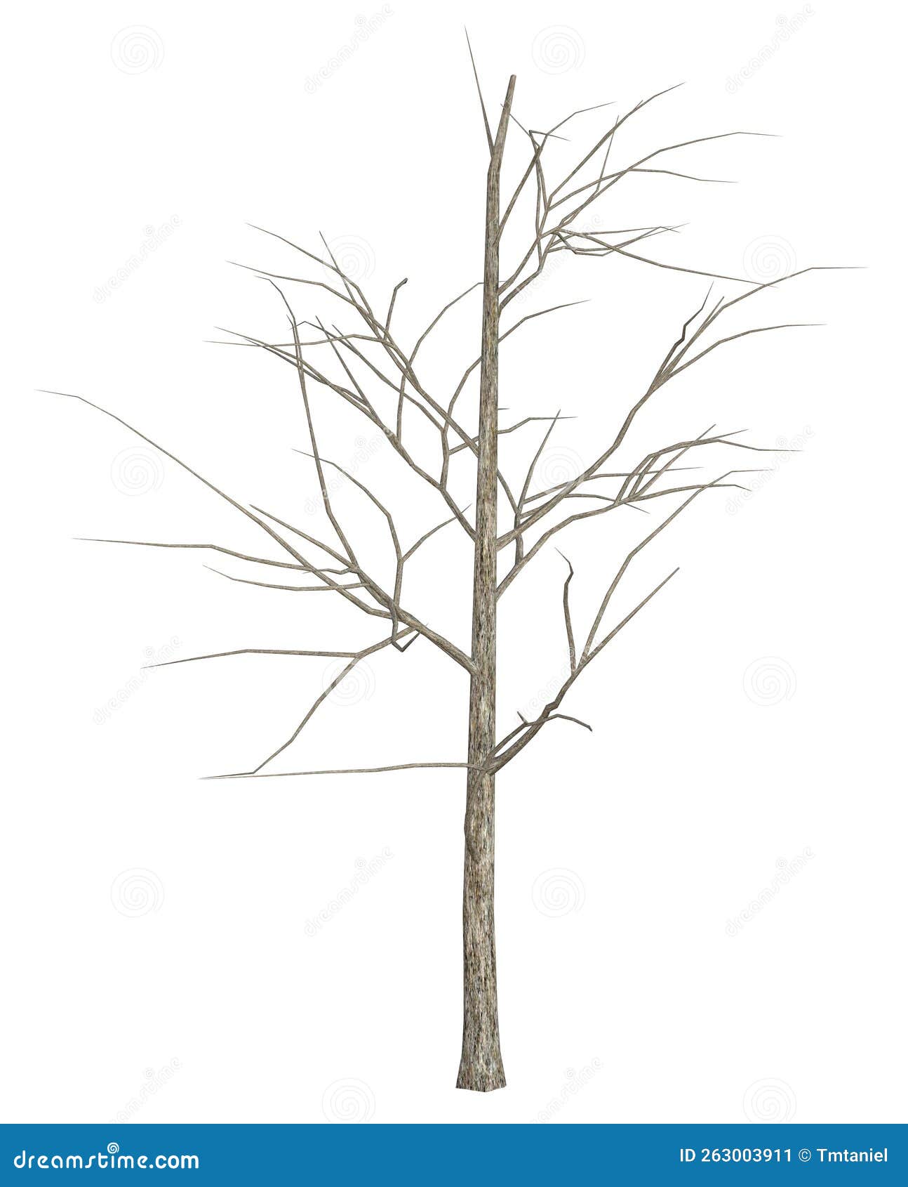3d Render : Tree Trunk without Leaves,include Clipping Path, PNG ...