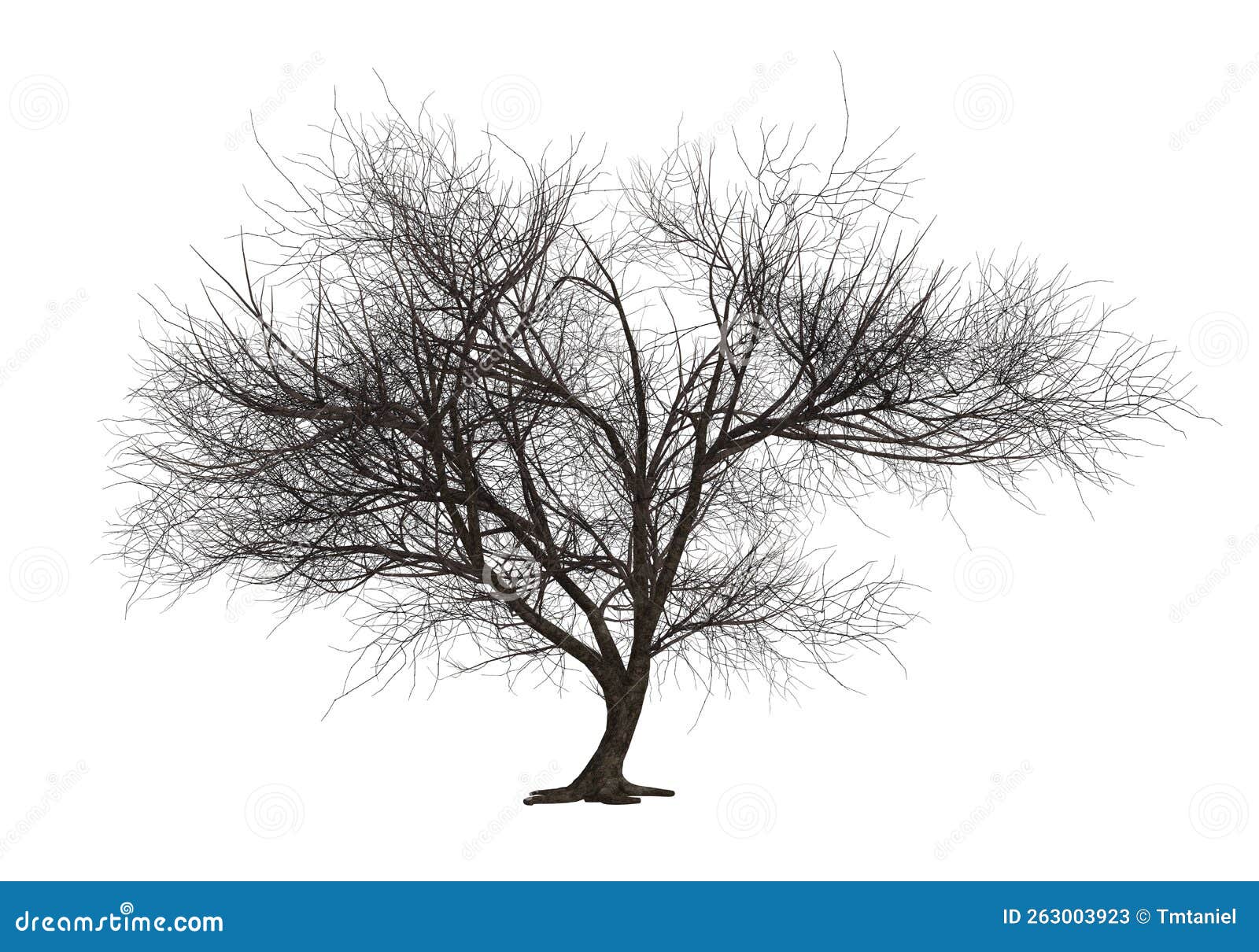 3d Render : Tree Trunk without Leaves,include Clipping Path, PNG ...