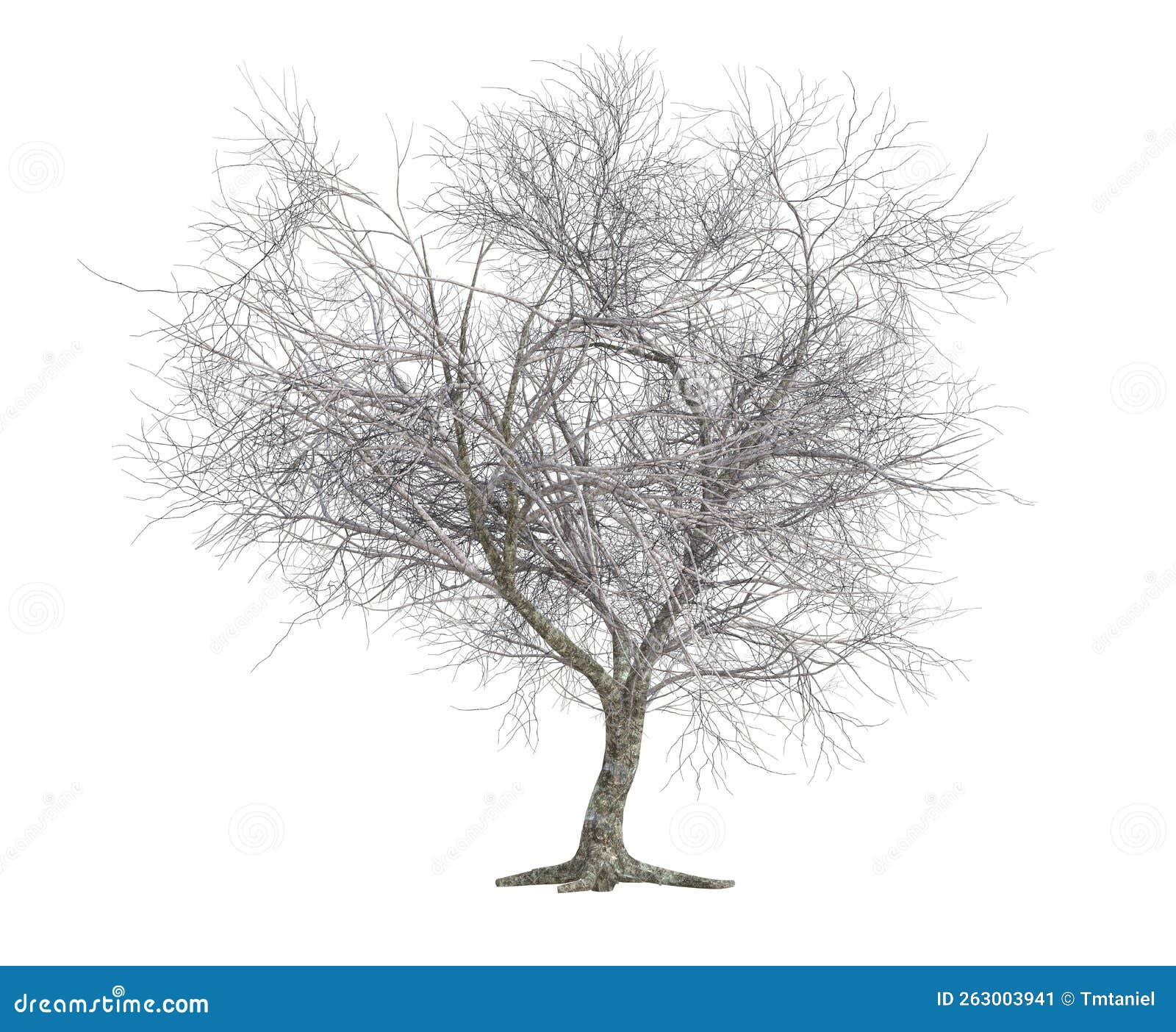 3d Render : Tree Trunk without Leaves,include Clipping Path, PNG ...