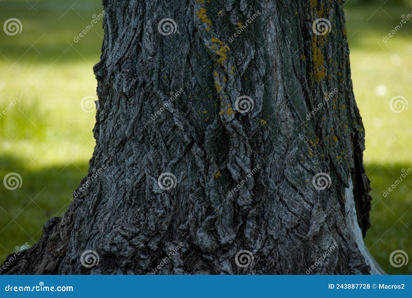 Tree Trunk with Leaves and Just Bare Branches Part of a Tree with Old ...