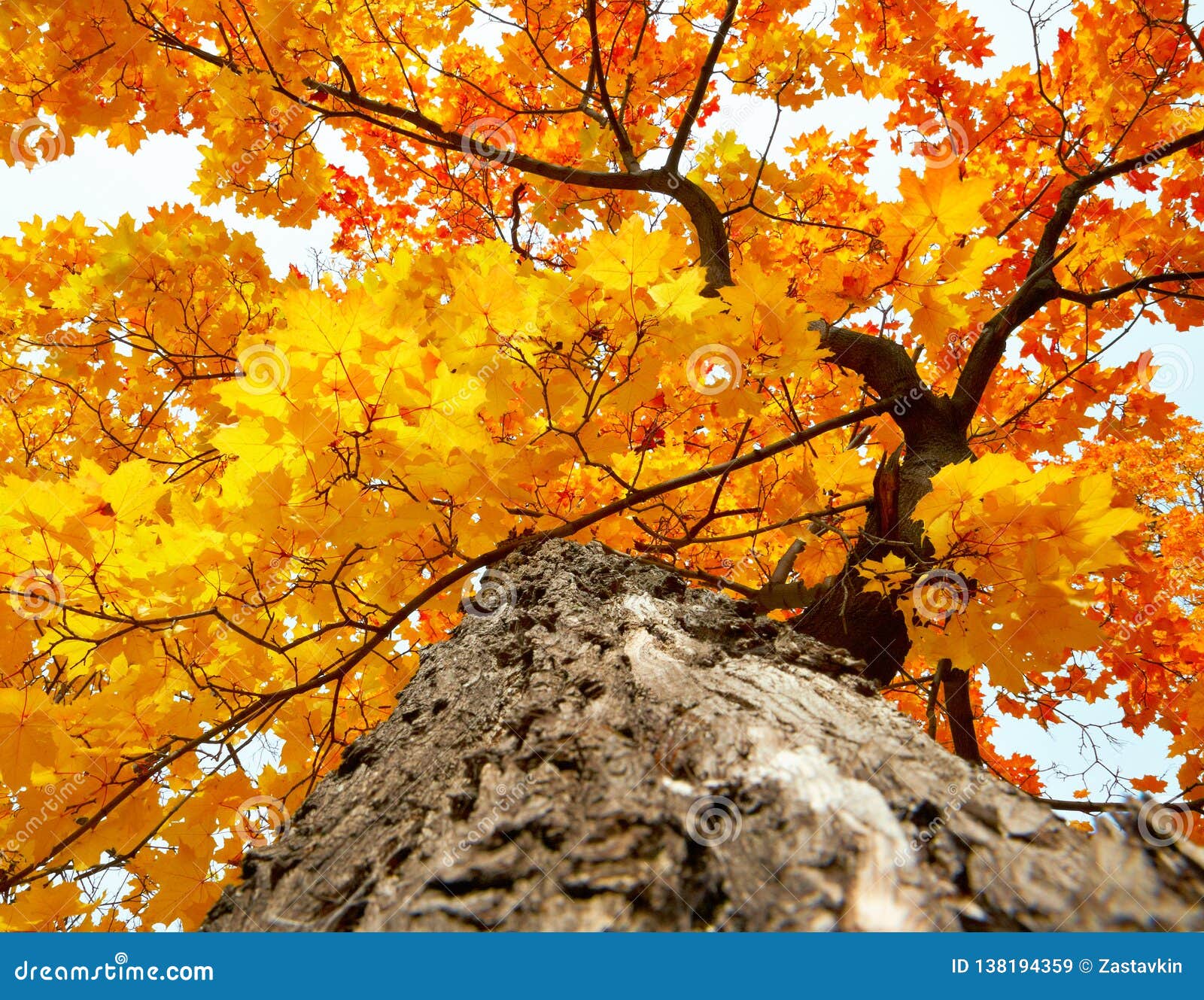 Tree trunk and leaves stock image. Image of warm, karelia - 138194359