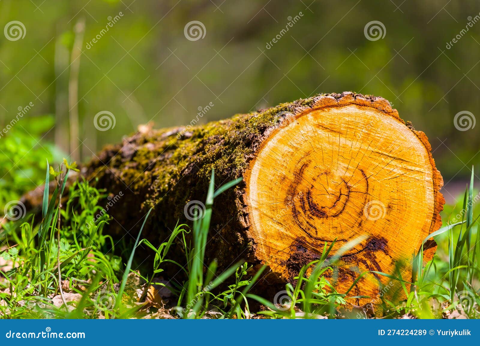Tree Trunk Lie on Forest Glade Stock Image - Image of landscape ...