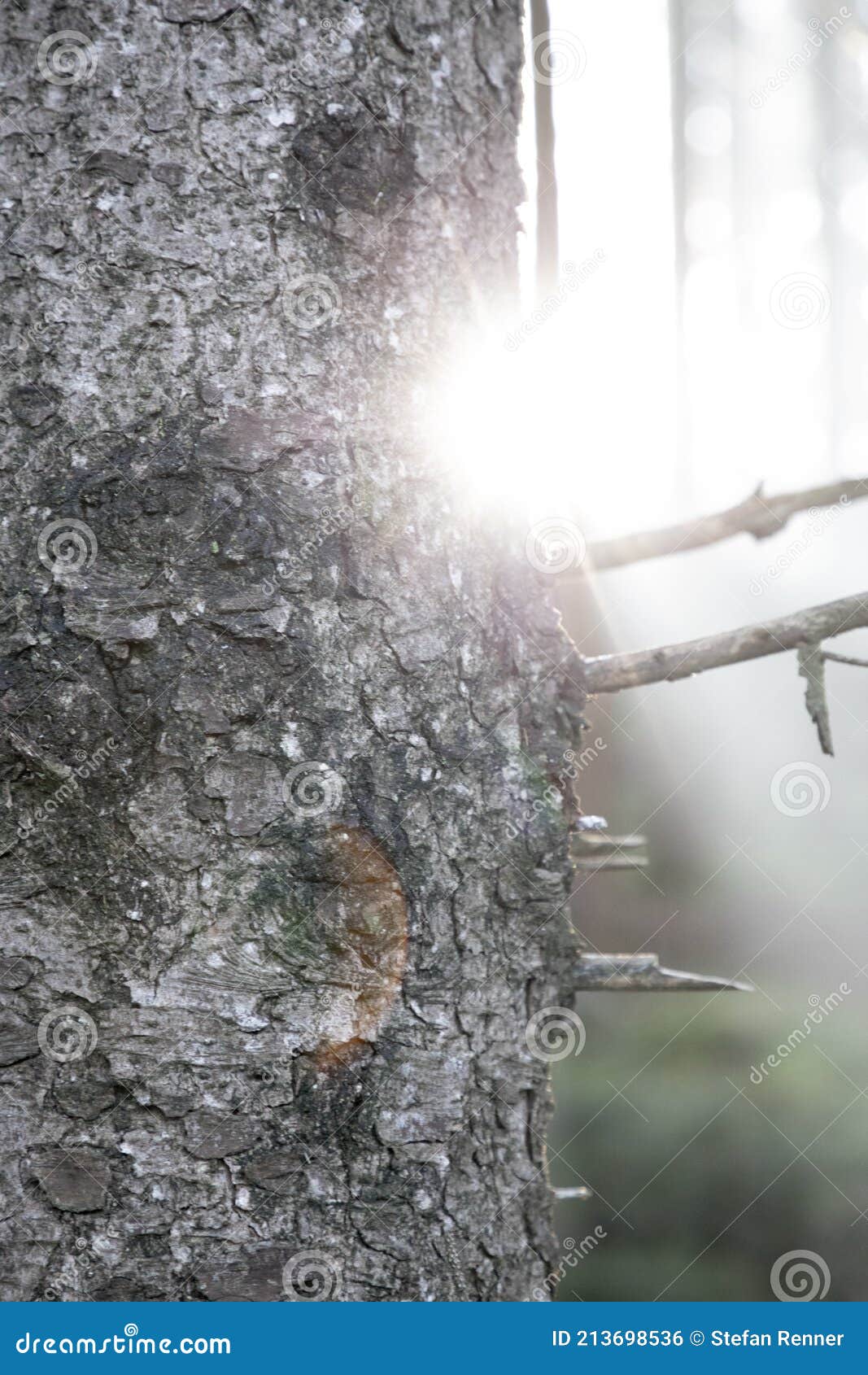 Tree trunk light stock photo. Image of forest, glow - 213698536