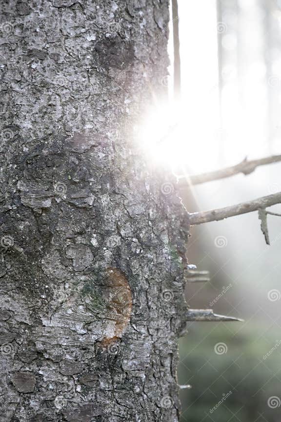 Tree trunk light stock photo. Image of forest, glow - 213698536