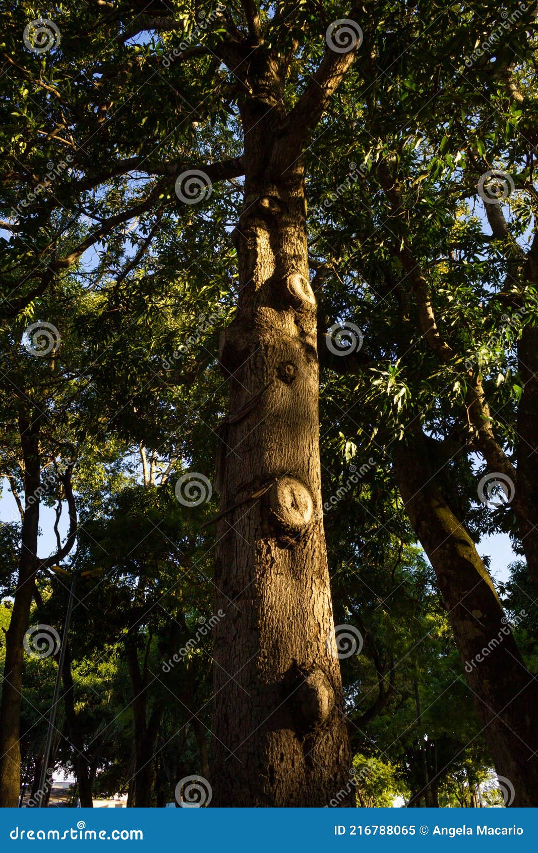 A tall, ribbed tree trunk. stock image. Image of ecological - 216788065