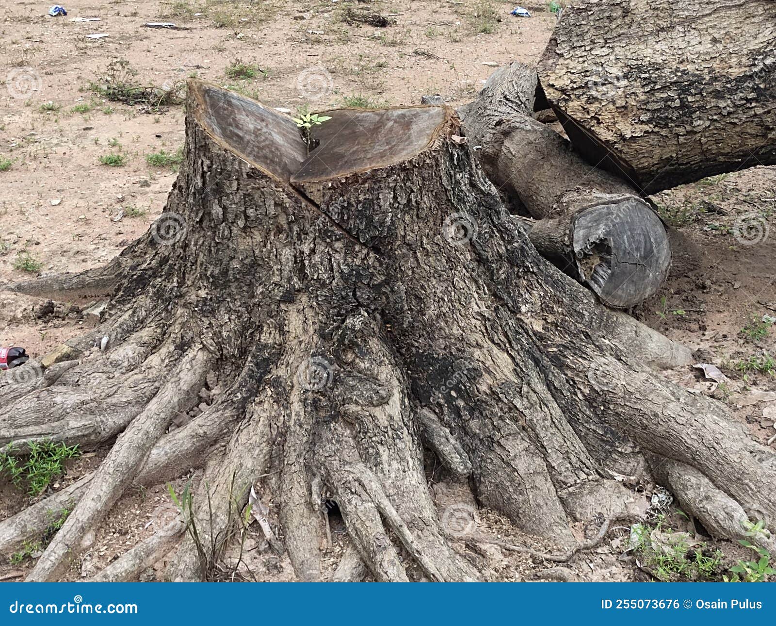 Tree Trunk Log stock photo. Image of trunk, sculpture - 255073676