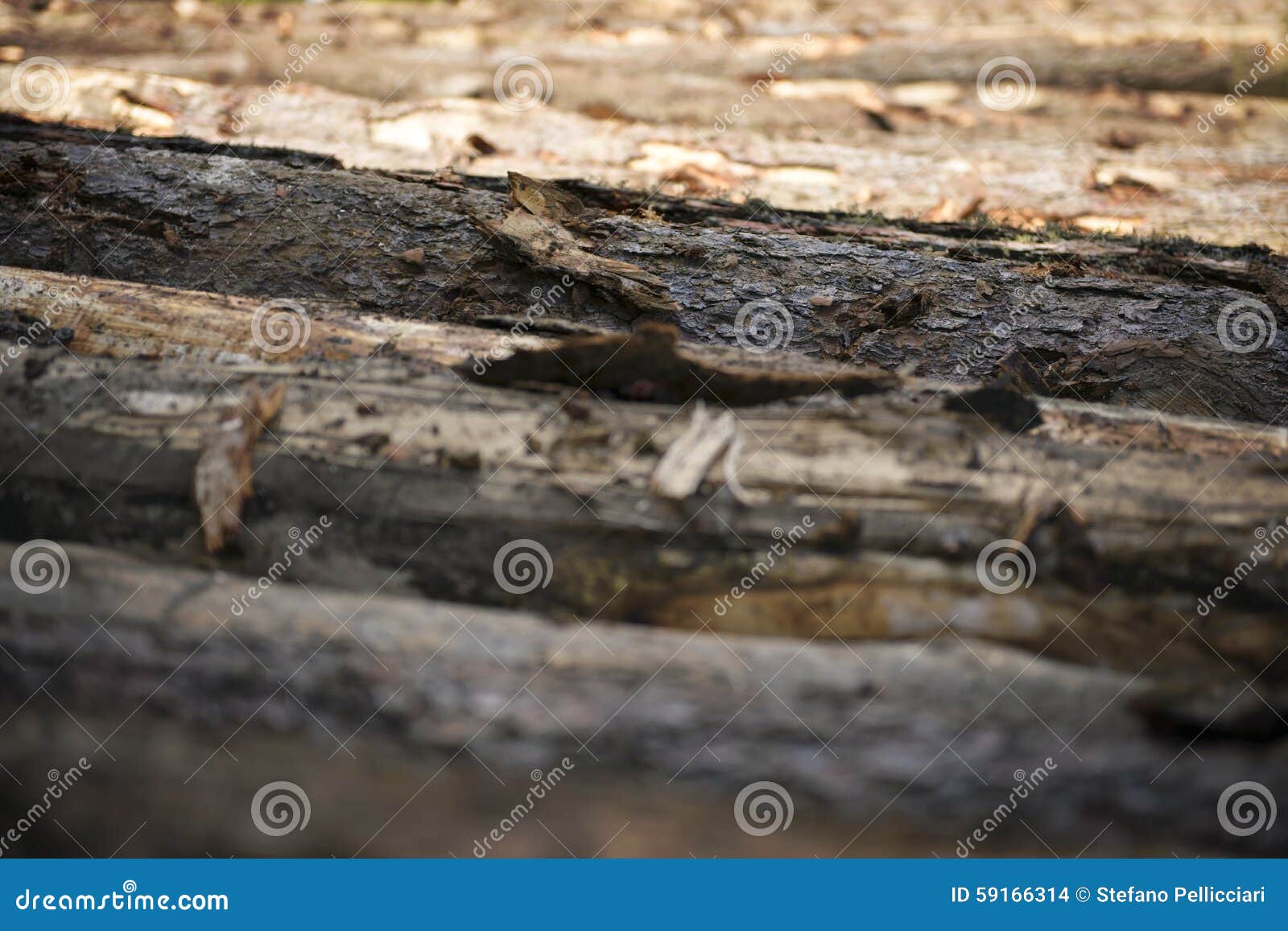 Tree trunk log closeup stock photo. Image of texture - 59166314
