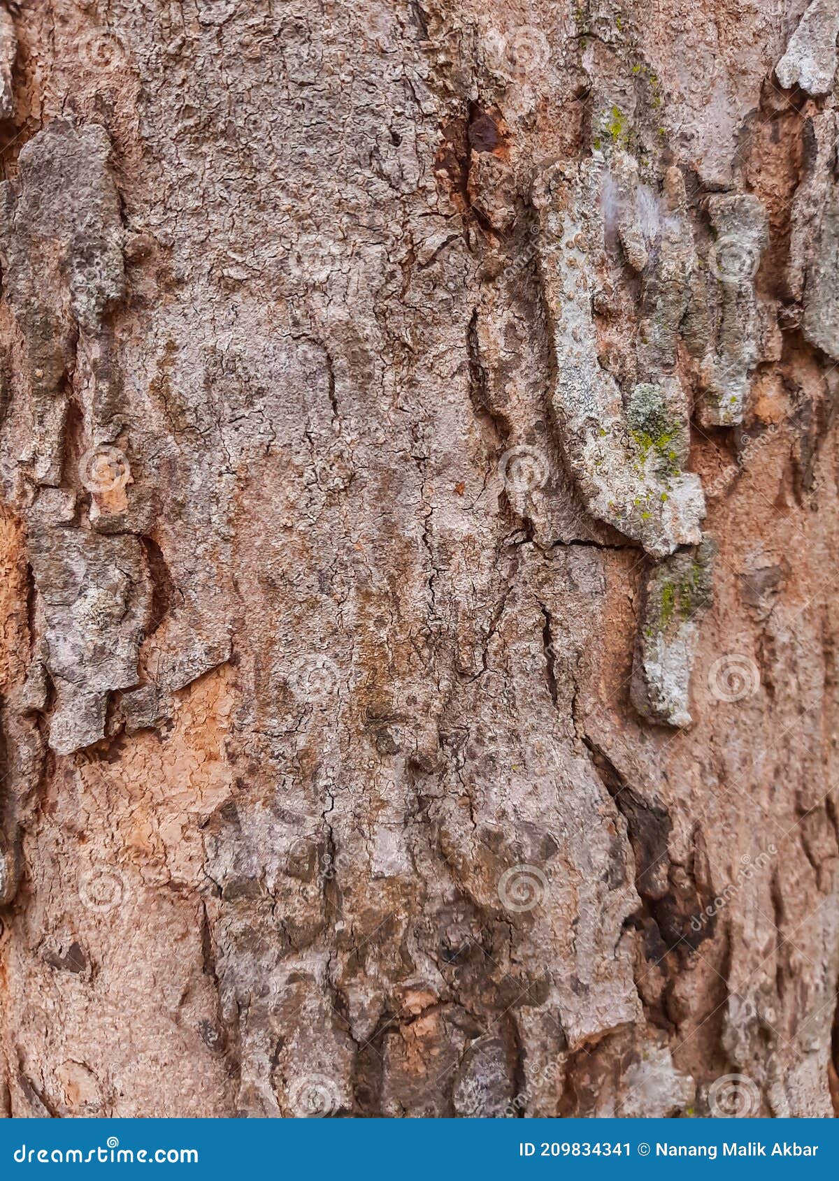 Tree Trunk or the Log Texture and Rough Skin in Surface with Dirty for ...