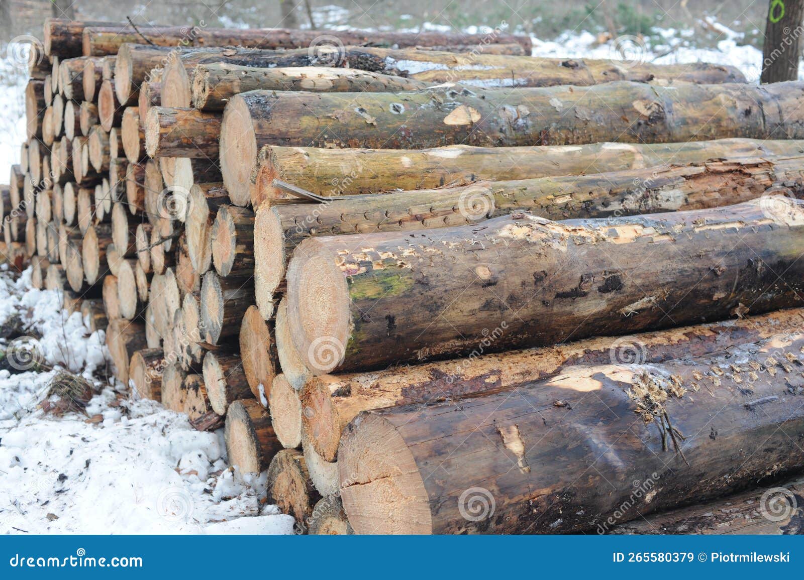 Tree Trunk Logs with Bark in a Forest after Forest Felling or Tree ...