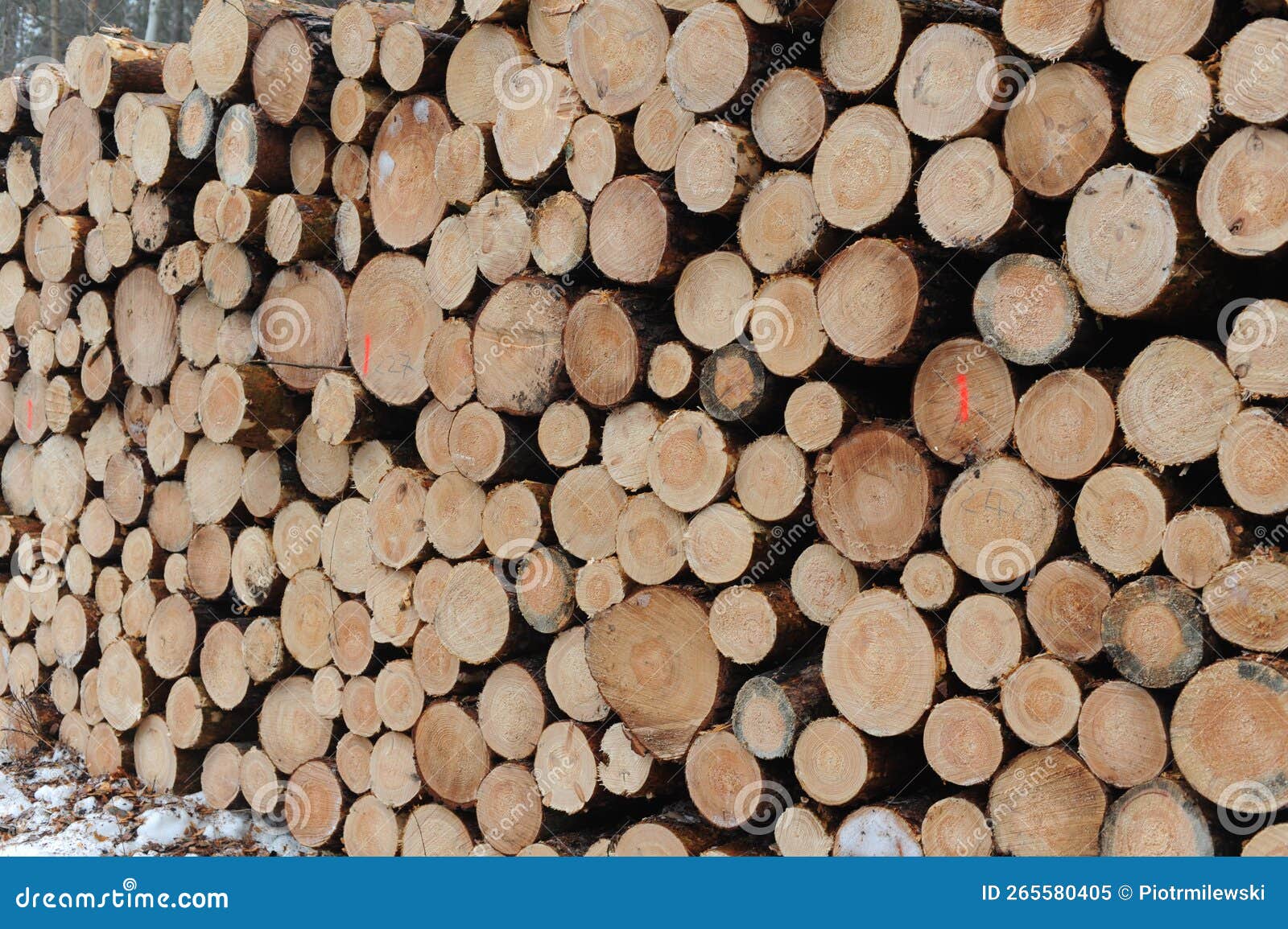 Tree Trunk Logs with Bark in a Forest after Forest Felling or Tree ...