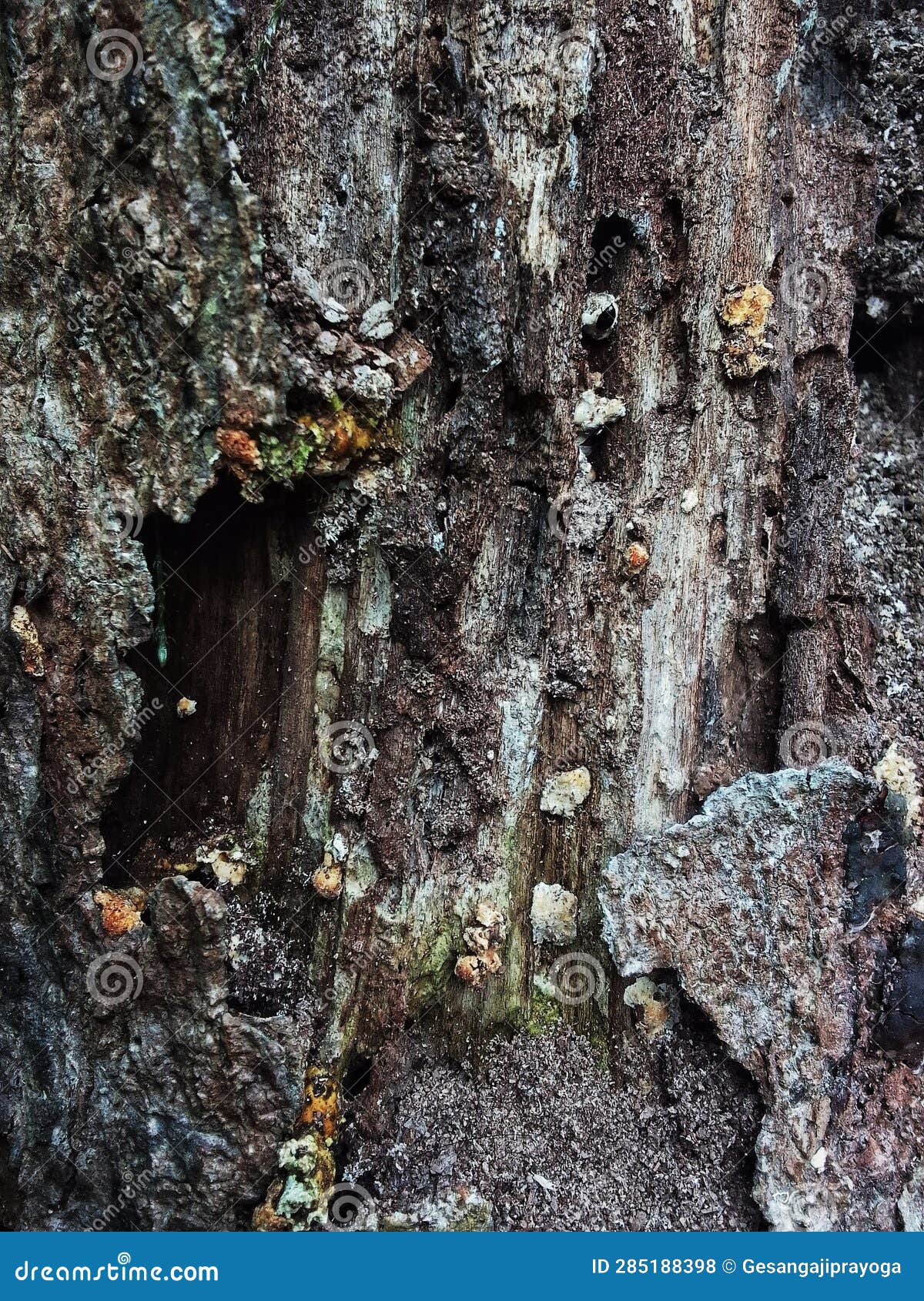 A Tree Trunk that Looks Brittle and Has Some Mold and Mildew on . Stock ...