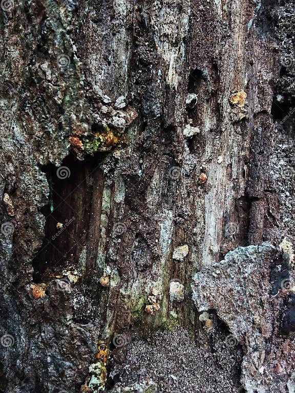 A Tree Trunk that Looks Brittle and Has Some Mold and Mildew on . Stock ...