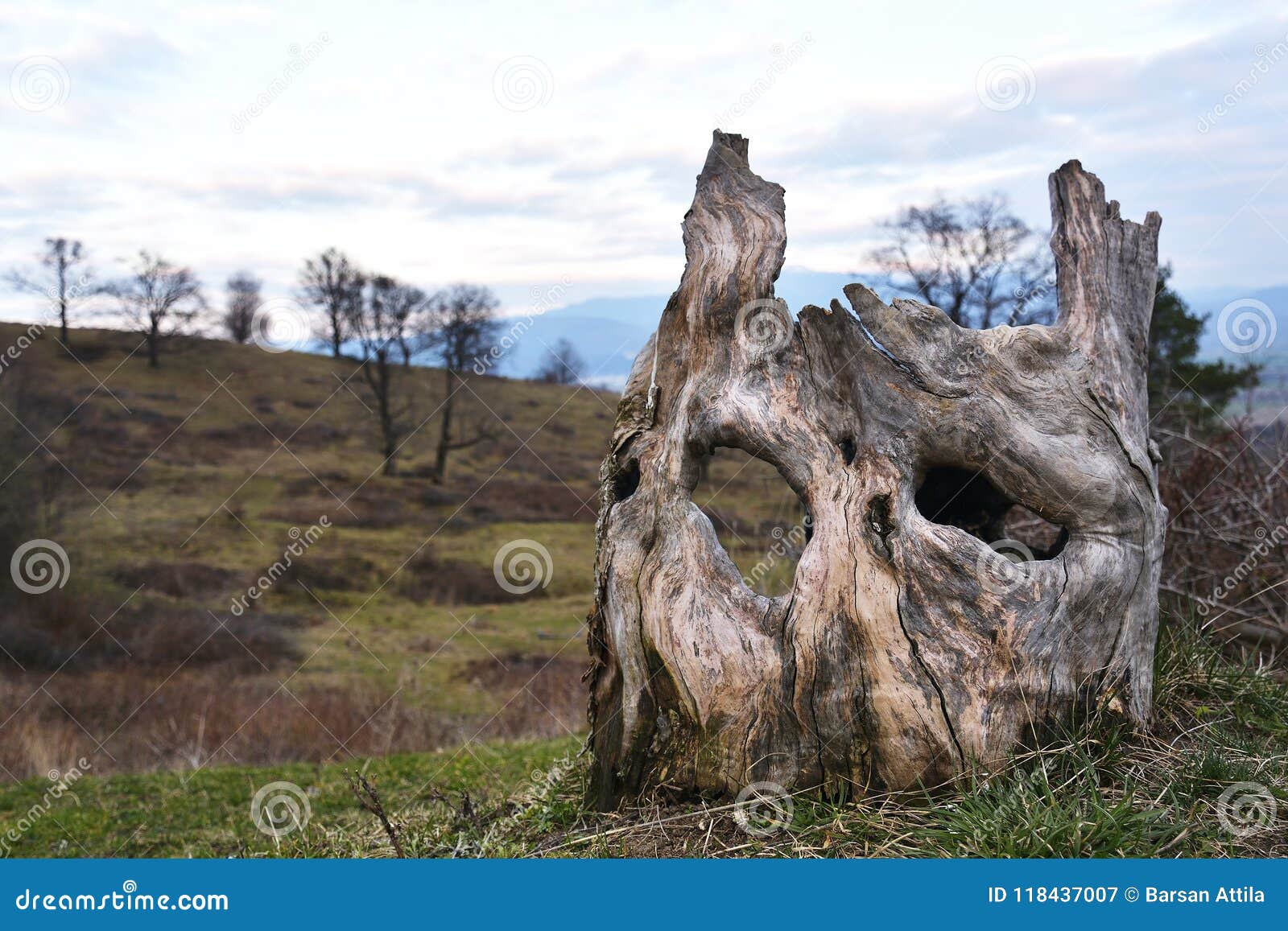 The Tree Trunk Looks Like Human Face. Stock Image - Image of element ...