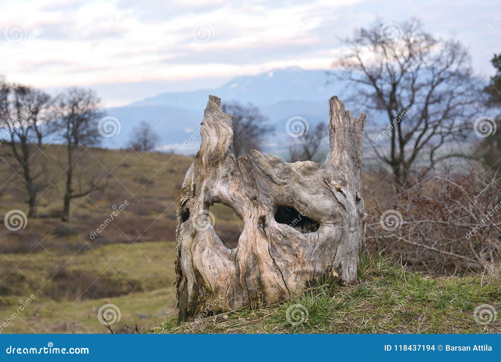 The Tree Trunk Looks Like Human Face. Stock Photo - Image of decorative ...