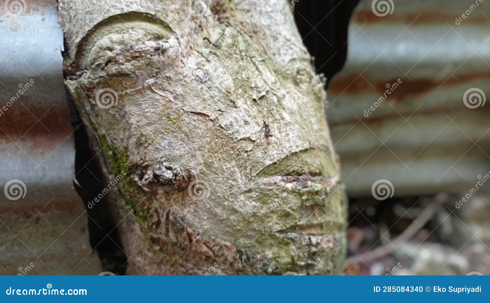 A Tree Trunk that Looks Like a Monster S Face Stock Photo - Image of ...