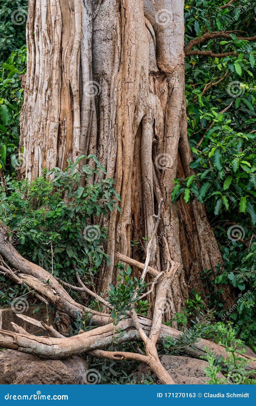 Tree Trunk with Lots of Air Roots Stock Image - Image of wood, root ...