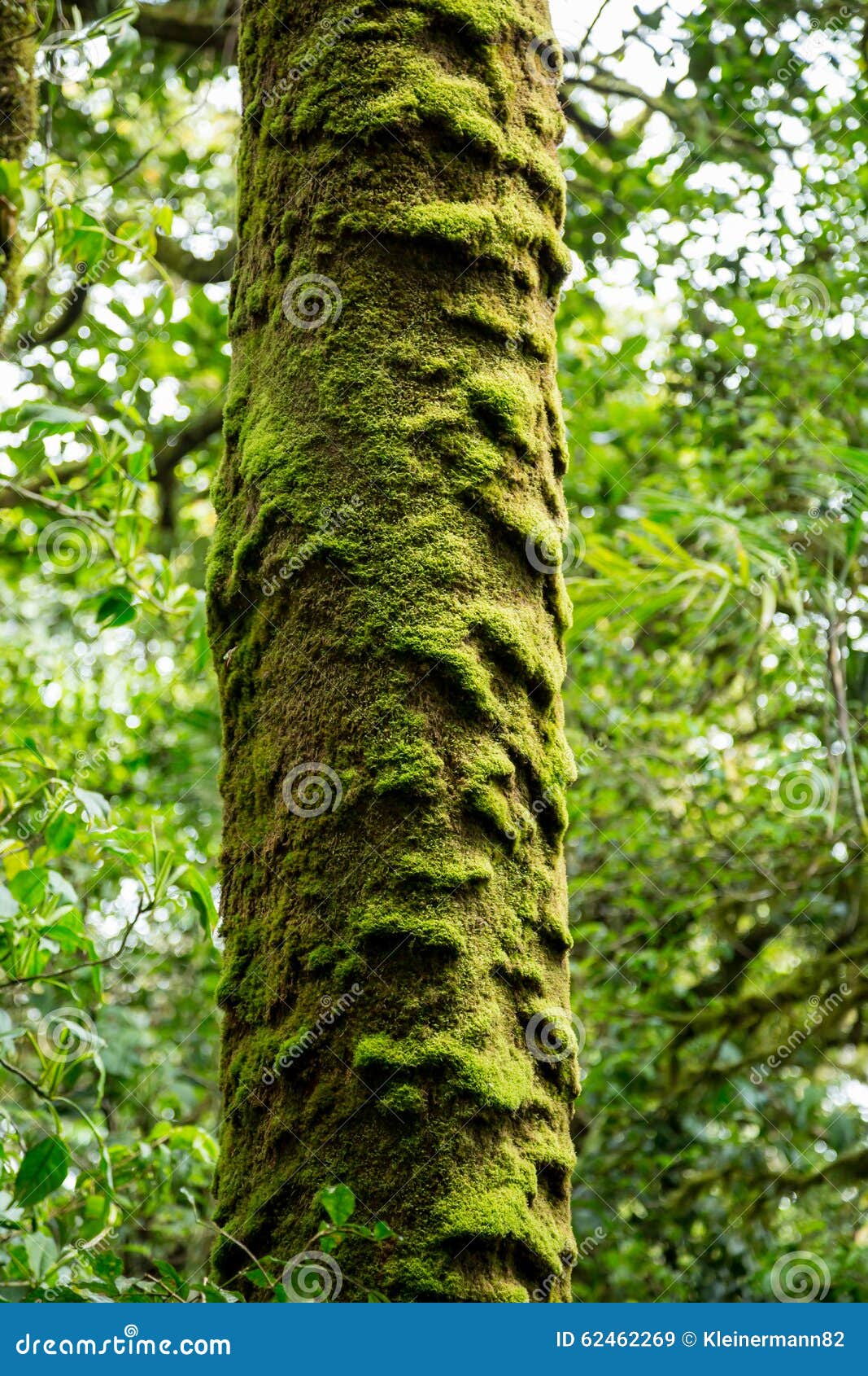 A Tree Trunk with Lots of Moss Stock Image - Image of macro, jungle ...