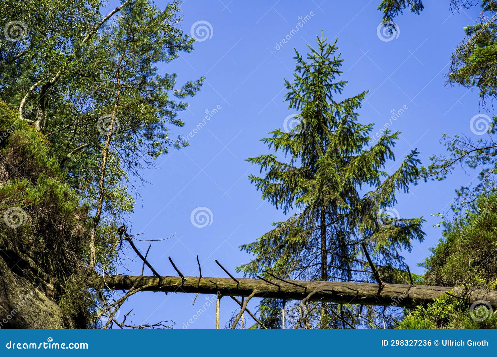 Tree Trunk Lying Crosswise in a Gorge Stock Photo - Image of nature ...