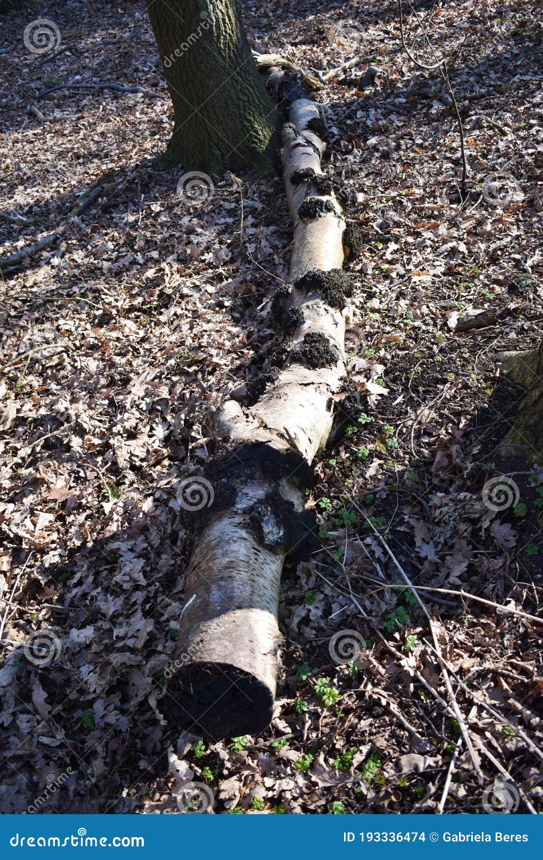 Tree Trunk Lying Down in a Park. Stock Photo - Image of disaster ...