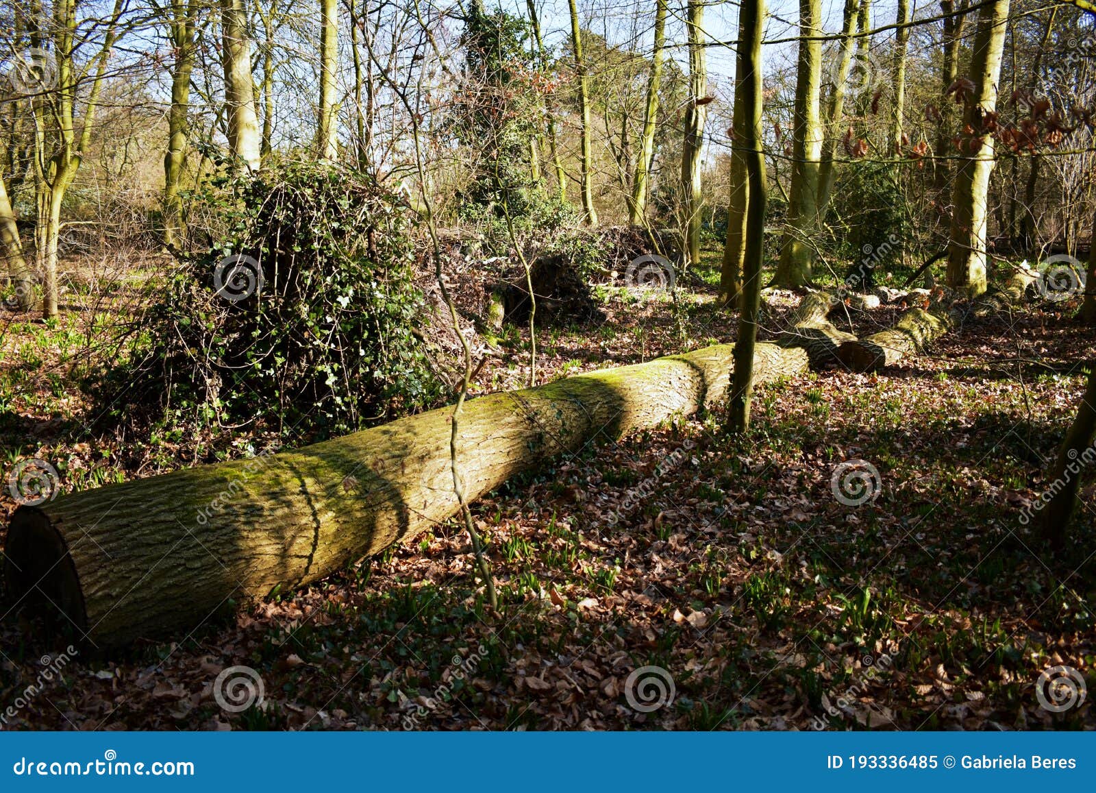 Tree Trunk Lying Down in a Park. Stock Image - Image of forest ...