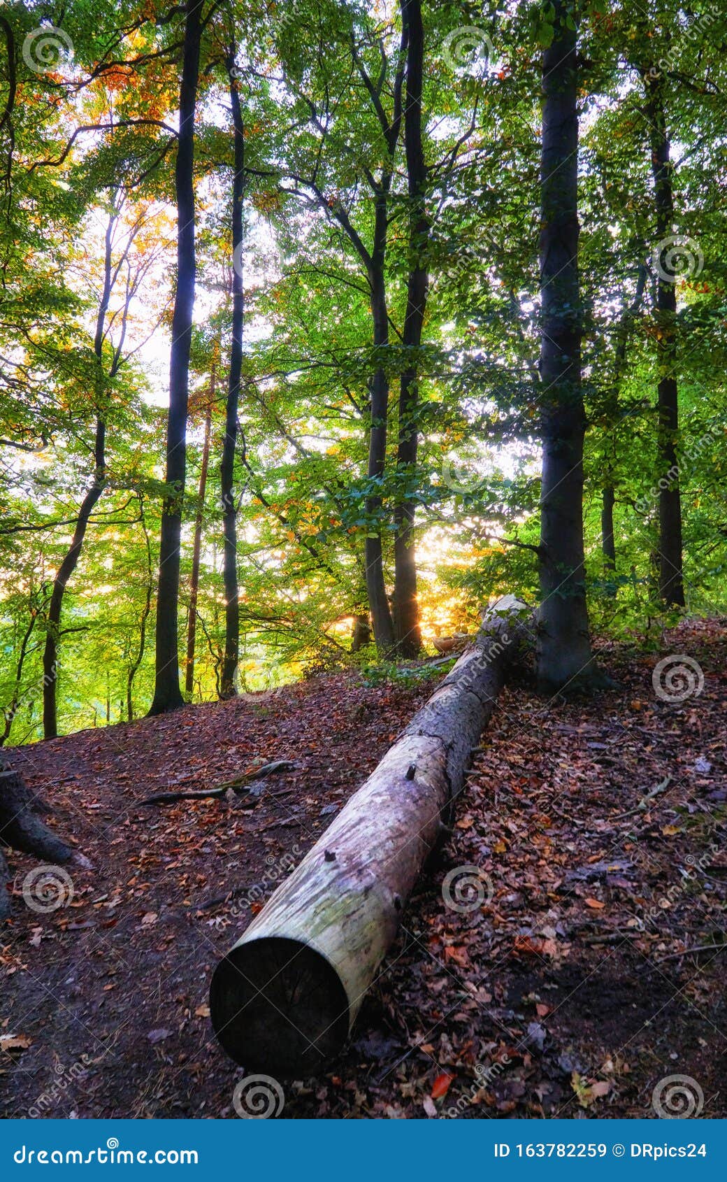 Tree Trunk Lying in the Forest Stock Image - Image of wood, leaves ...