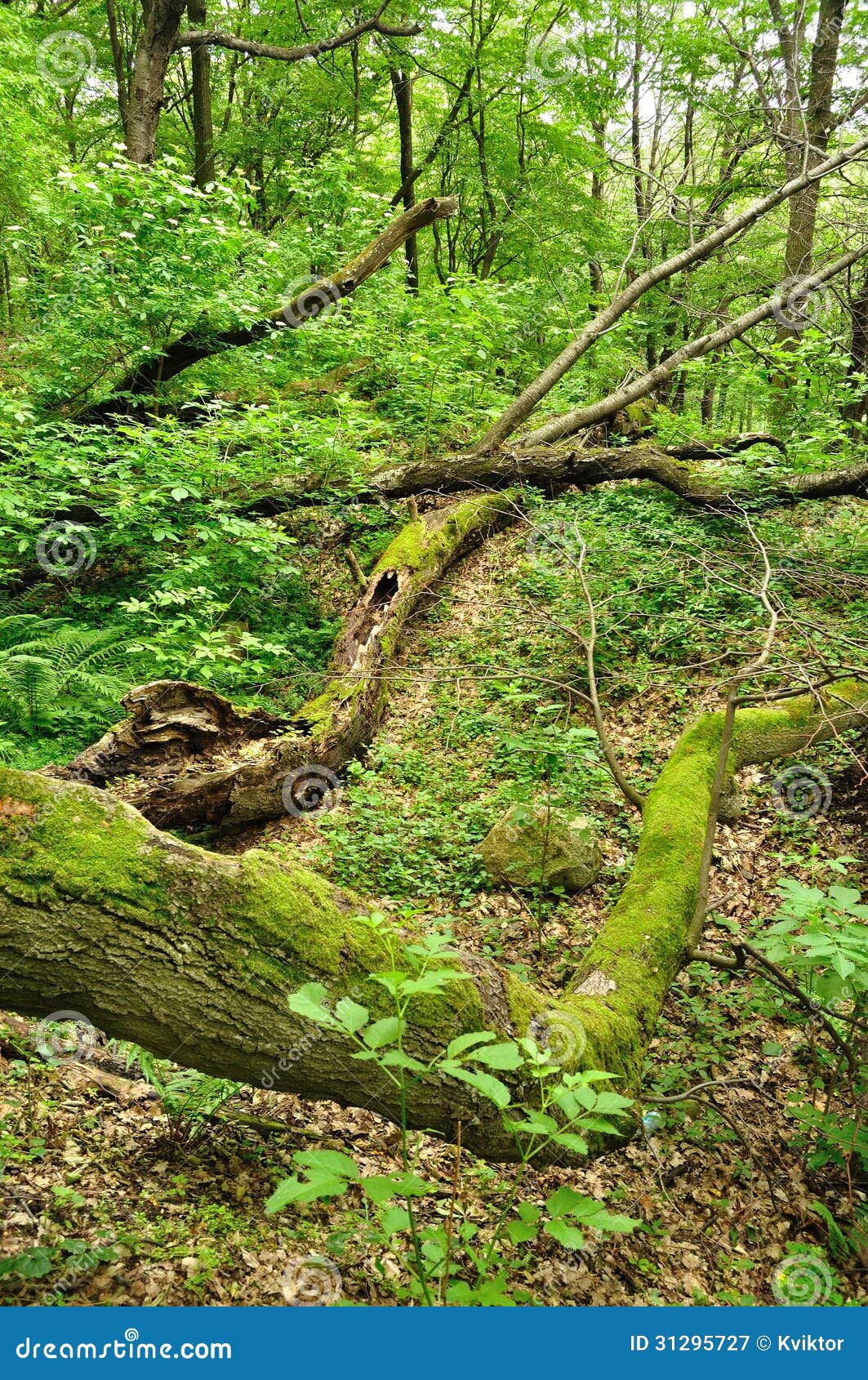 Tree Trunk Lying in Green Forest Stock Image - Image of diversity ...