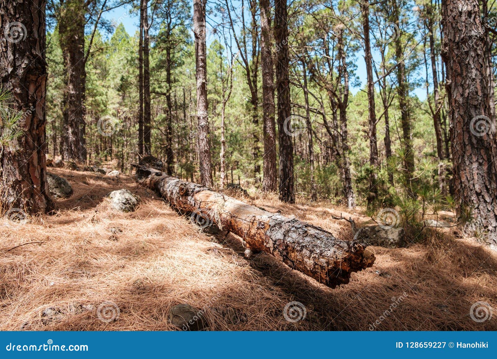 Tree Trunk Lying on Ground in Fir Forest Landscape - Stock Image ...