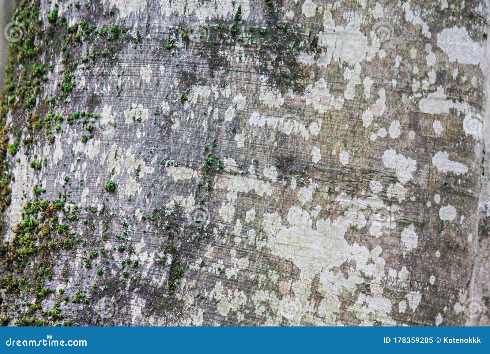 Tree trunk macro stock image. Image of beautiful, macro - 178359205