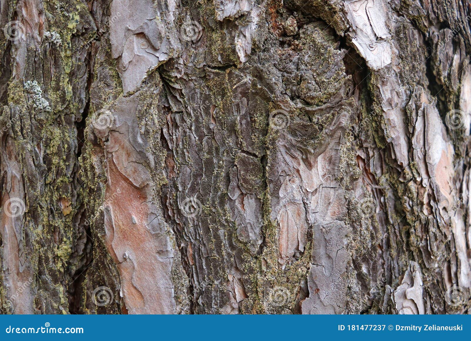Tree Trunk. Macro Wood Backdrop Natural Pattern Stock Image - Image of ...