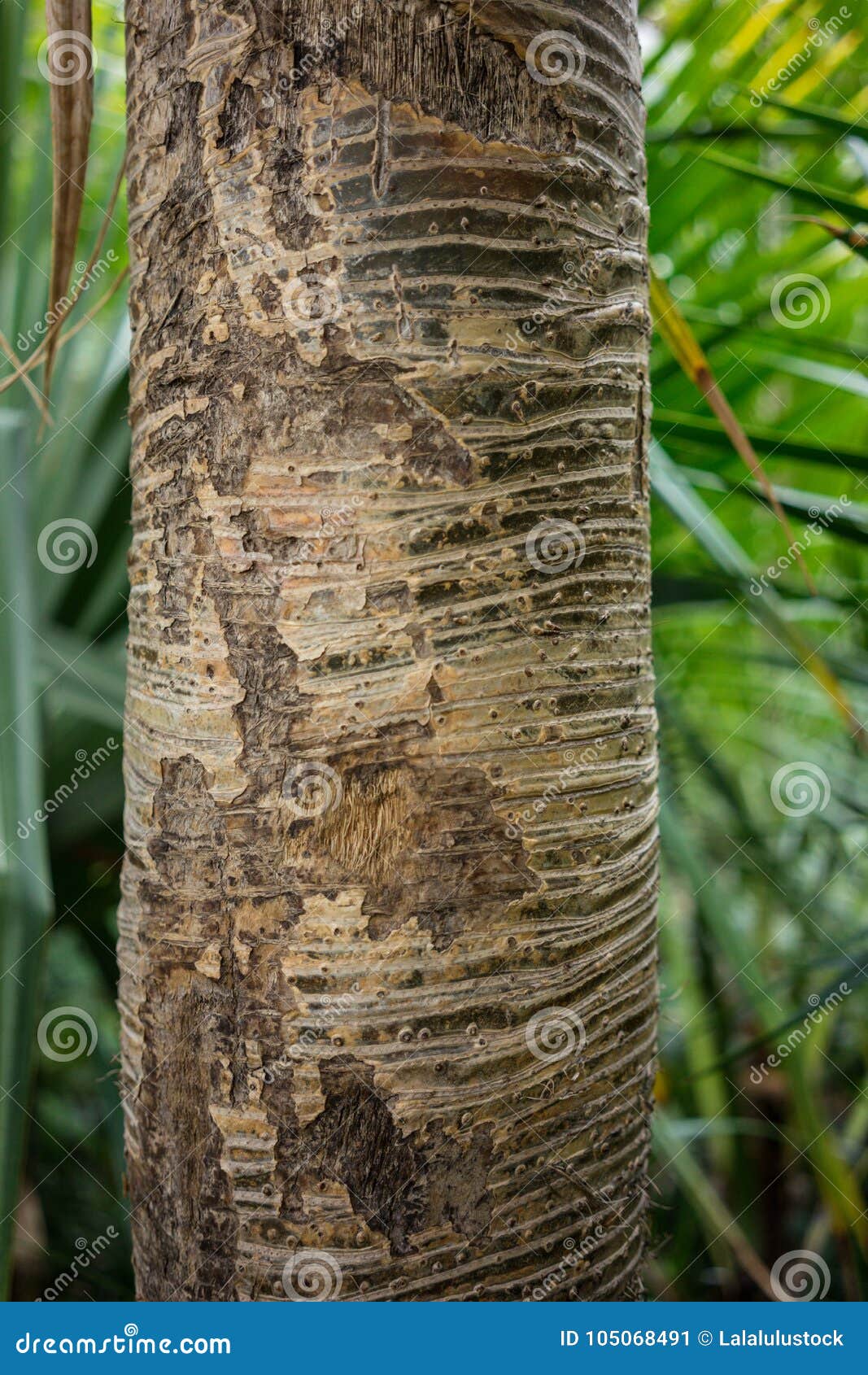 Tree Trunk of Madagascar Tree Pandanus Utilis Pandanaceae Stock Image ...