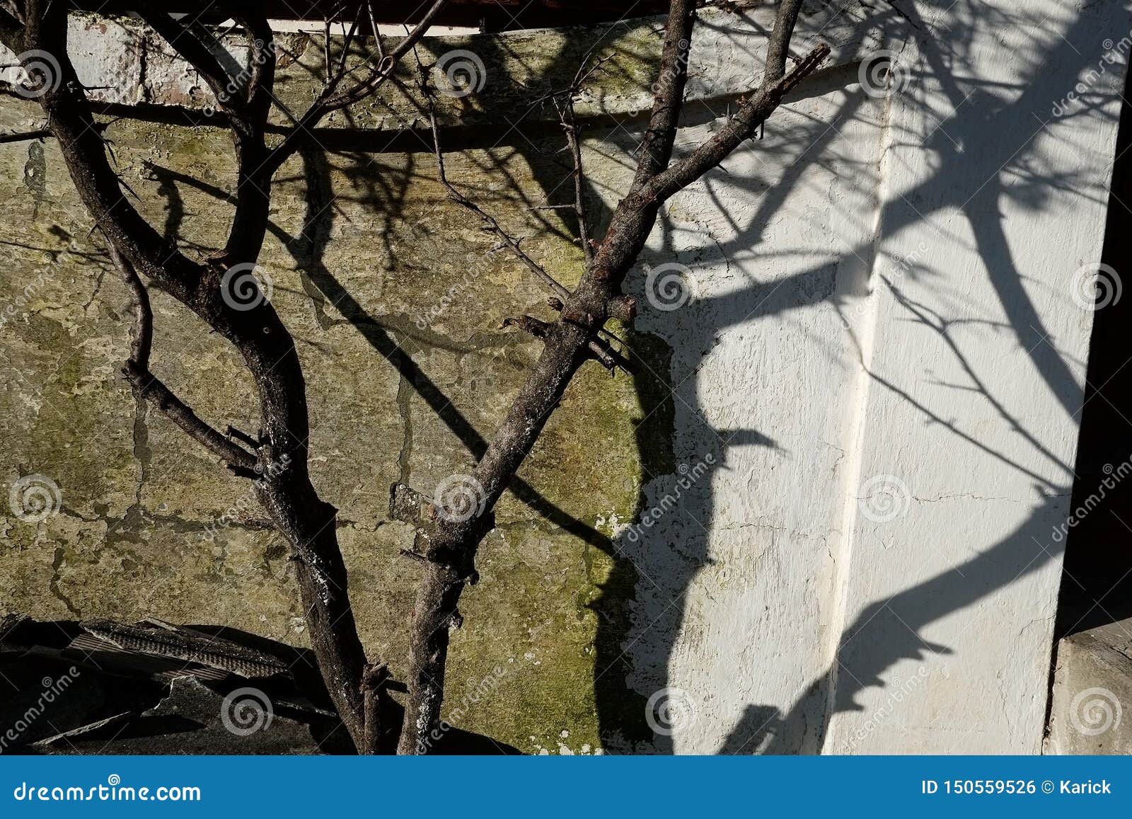 Tree Trunk Makes Abstract Shadows on a Grunge Wall Stock Photo - Image ...