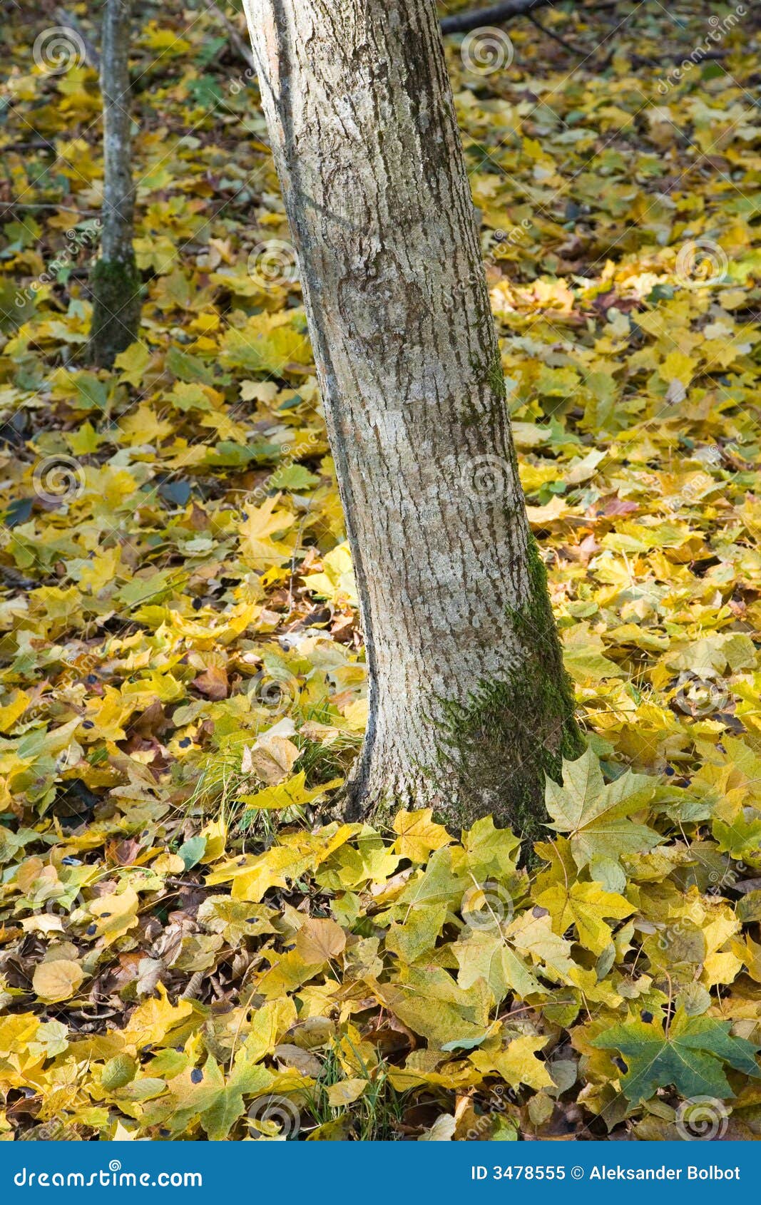 Tree Trunk and Maple Leaves Stock Image - Image of nature, fall: 3478555