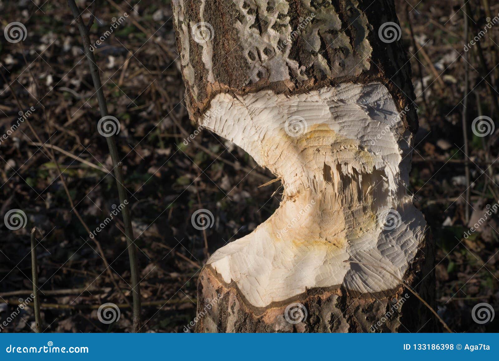 Tree Trunk with Marks of Beaver Teeth Stock Photo - Image of outdoors ...