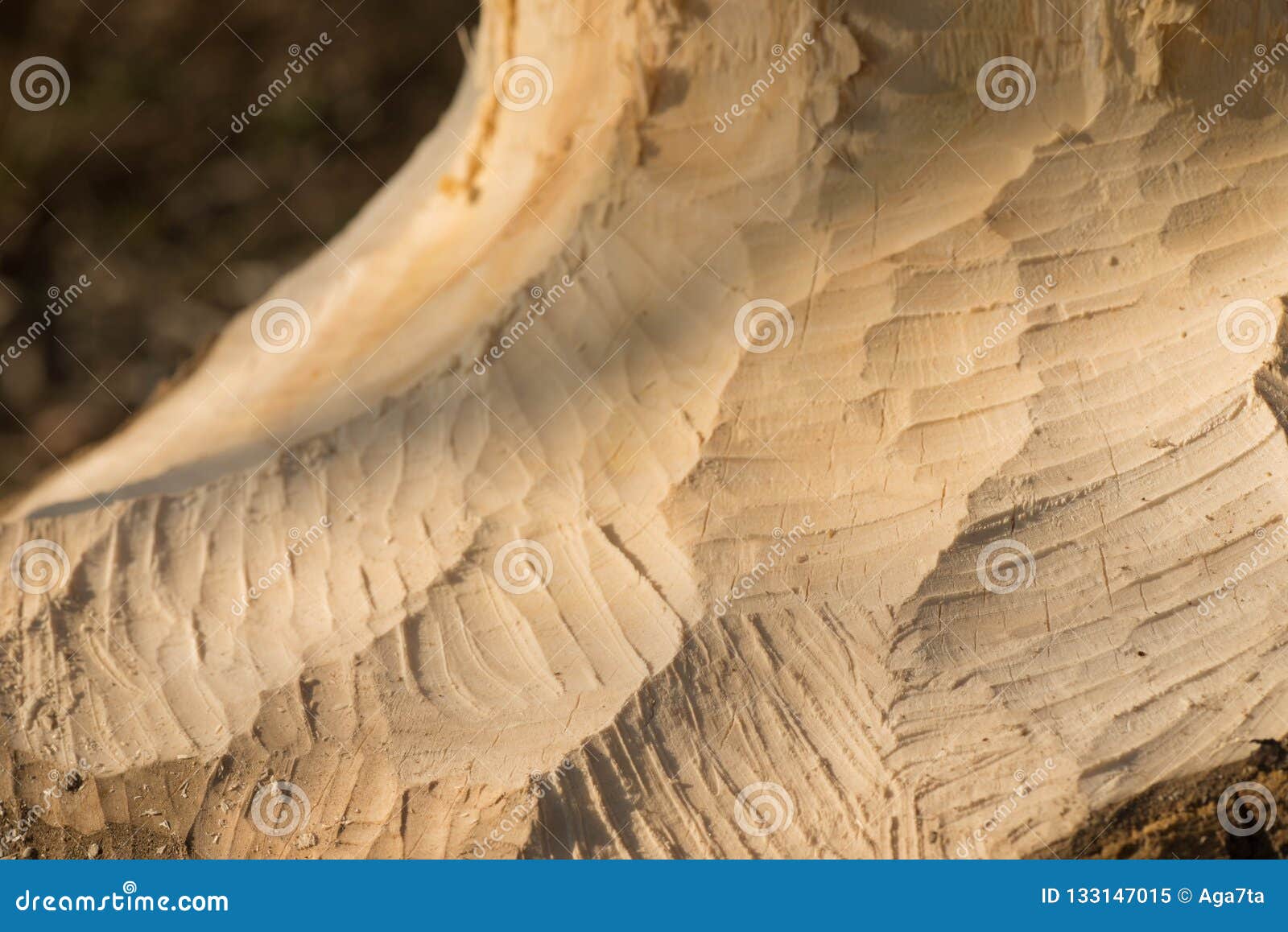 Tree Trunk with Marks of Beaver Teeth Stock Image - Image of bark ...