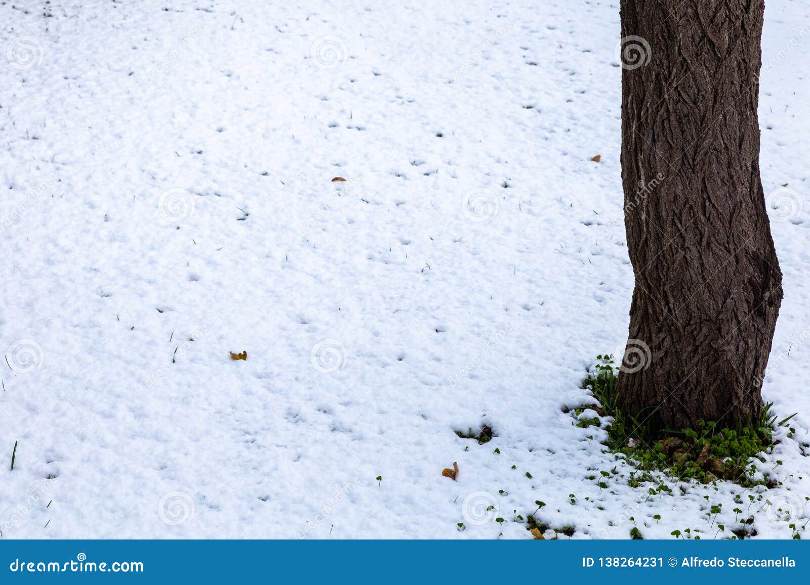The first snowfall stock image. Image of nature, color - 138264231